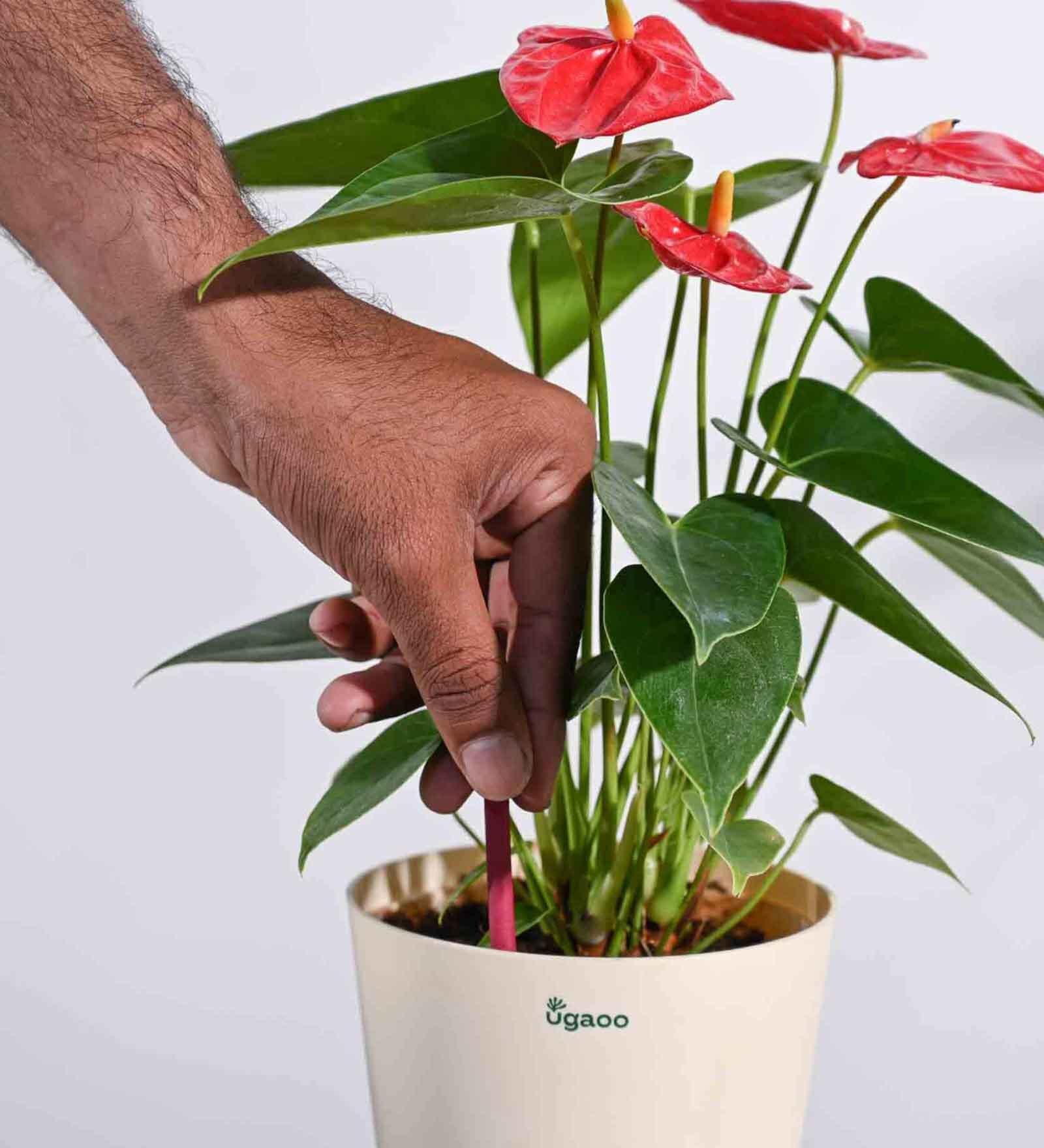 Buy Plant Food Fertilizer Bloom Sticks For Flowering Plants - 20 at 18% ...