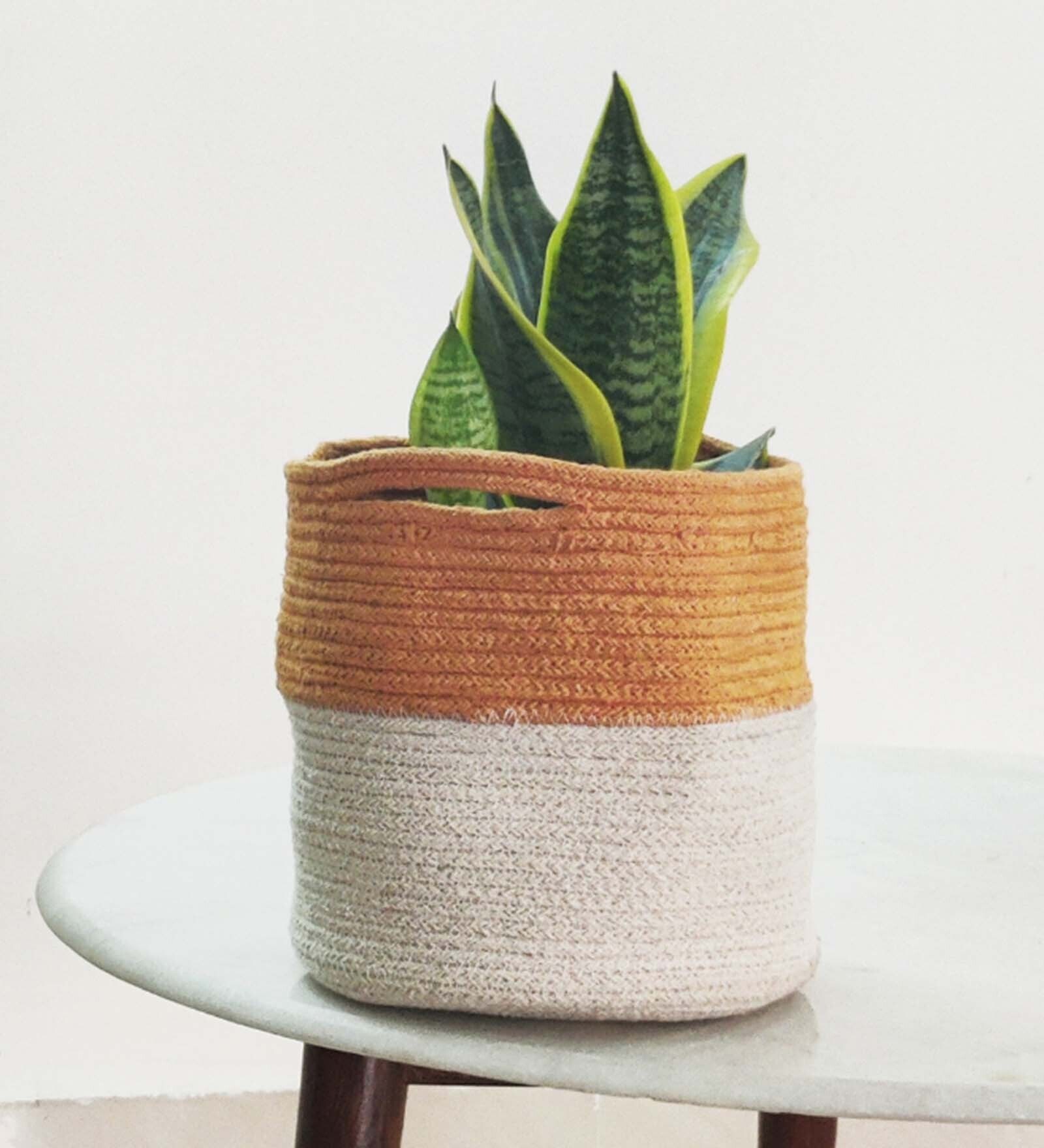 Buy Radiant Peach Cotton Planter at 17% OFF by Jasmey Homes | Pepperfry