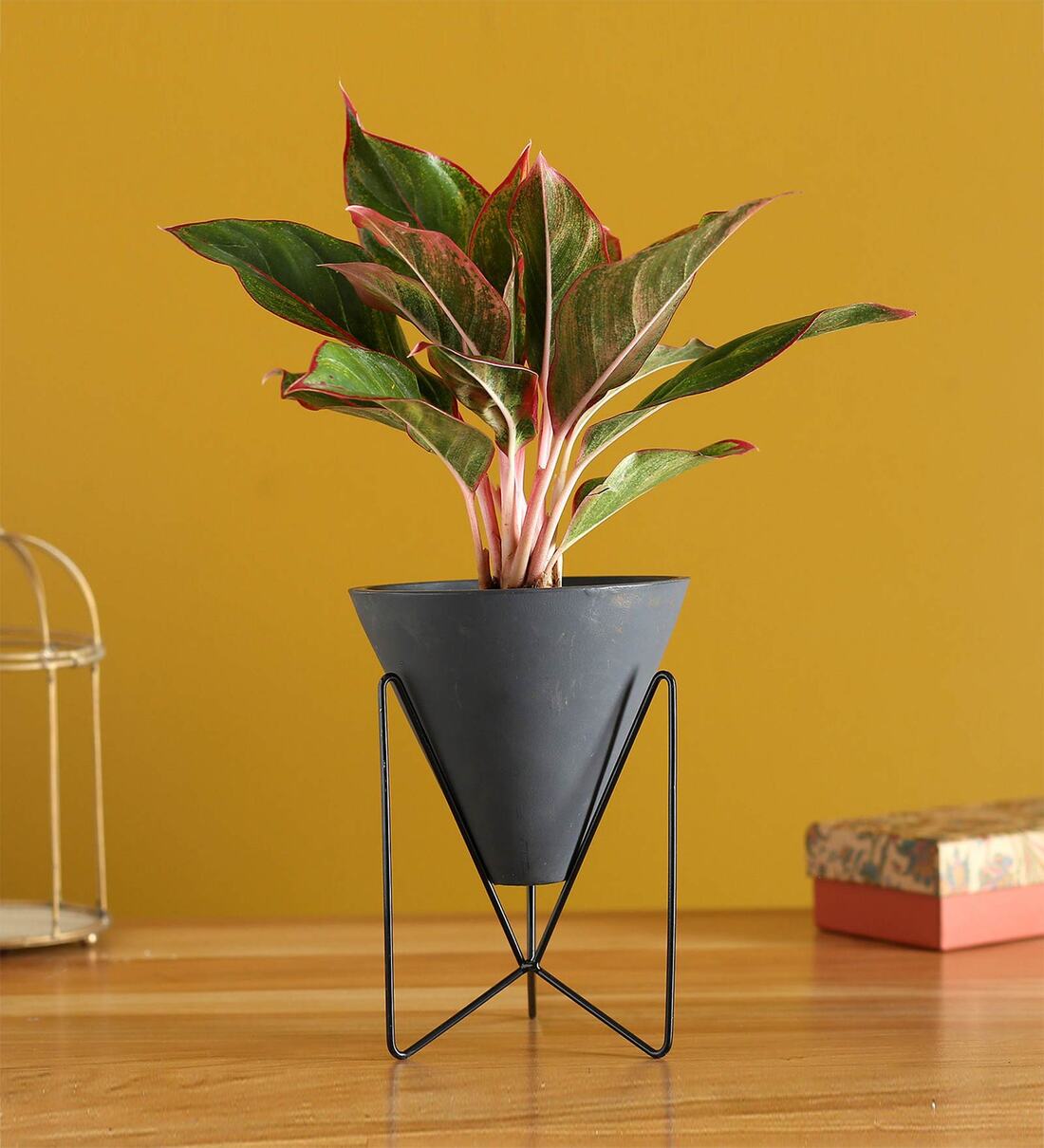 Buy Red Aglaonema Natural Plant In Triangular Ceramic Pot With Stand by ...