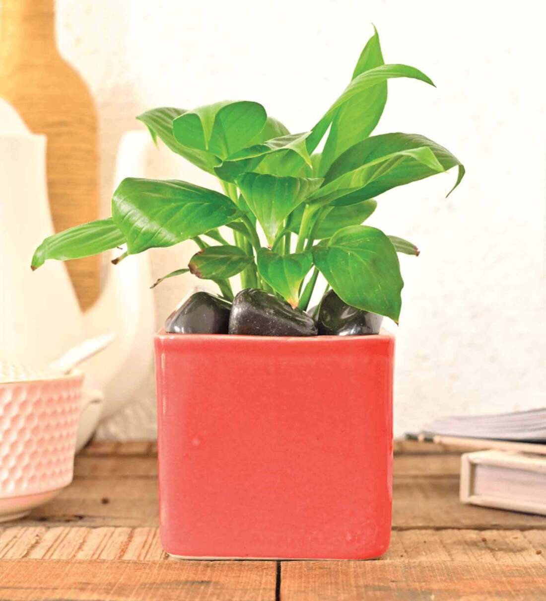 Buy Red Ceramic Square Shape Desk Pot Planter by Ugaoo at 17% OFF by ...