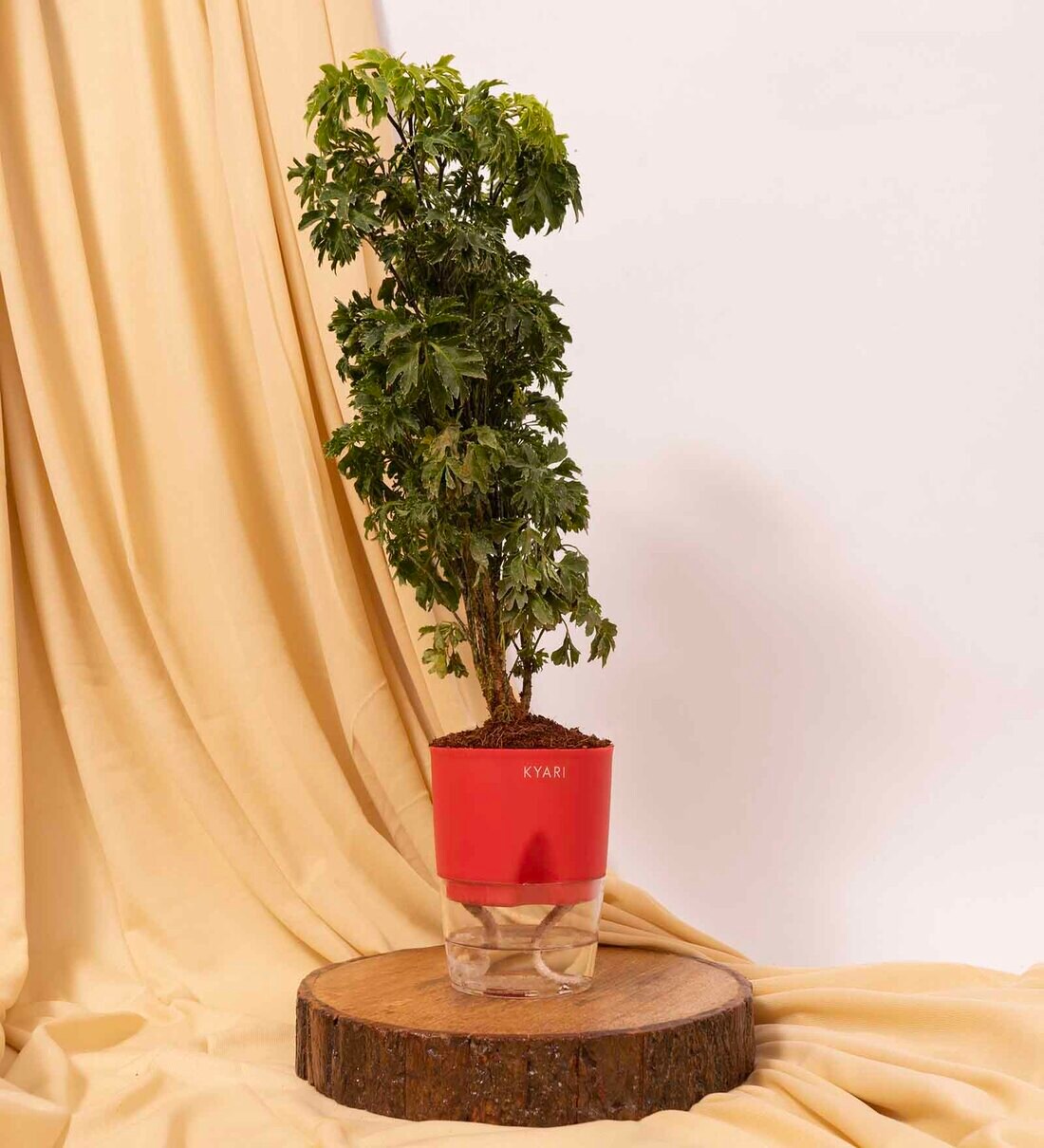 Buy Aralia Natural Plant With Red Pot by Kyari at 50% OFF by Kyari ...