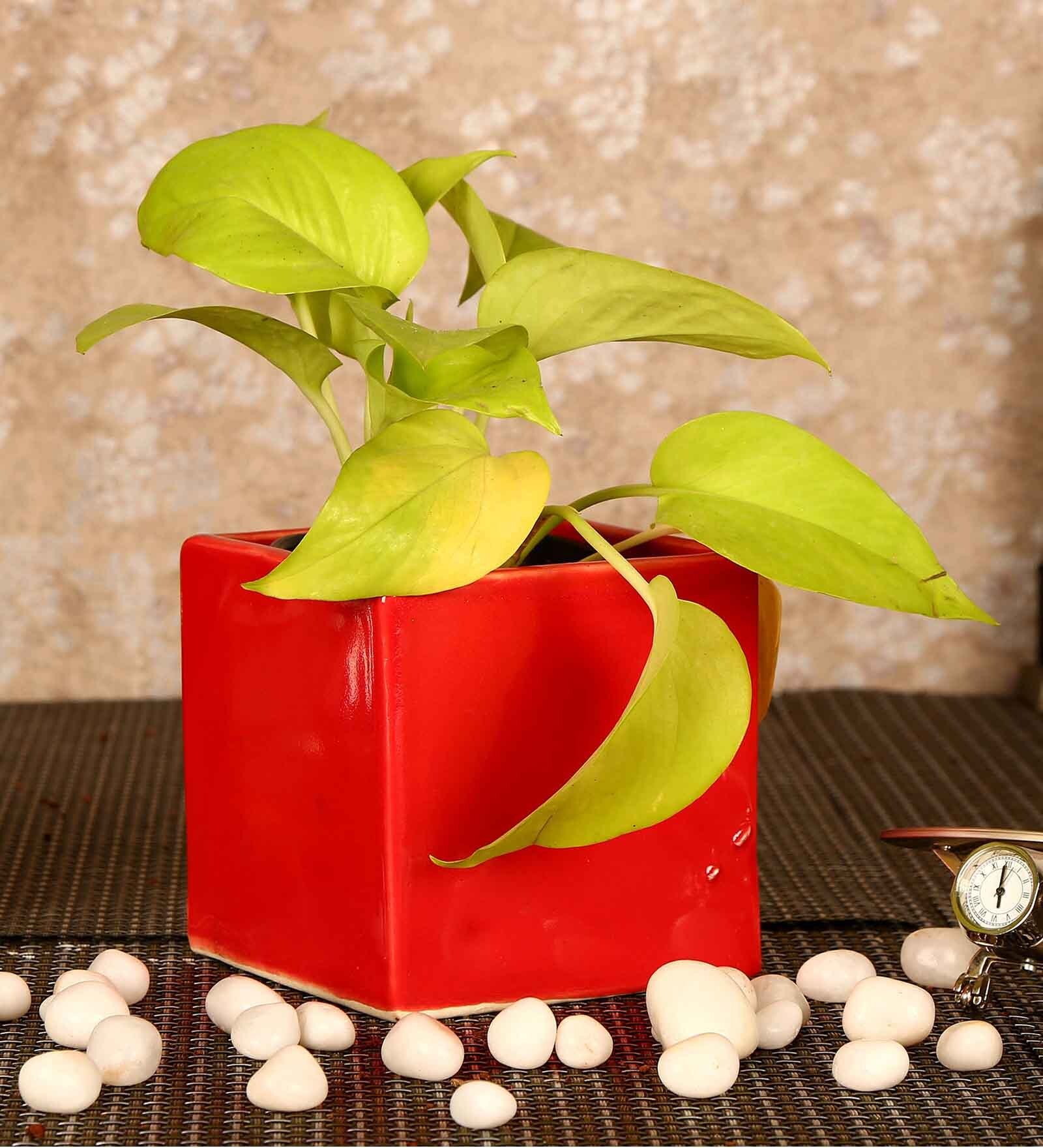 Buy Red Ceramic Medium Square Box Shape Flower Pot at 40% OFF by ...