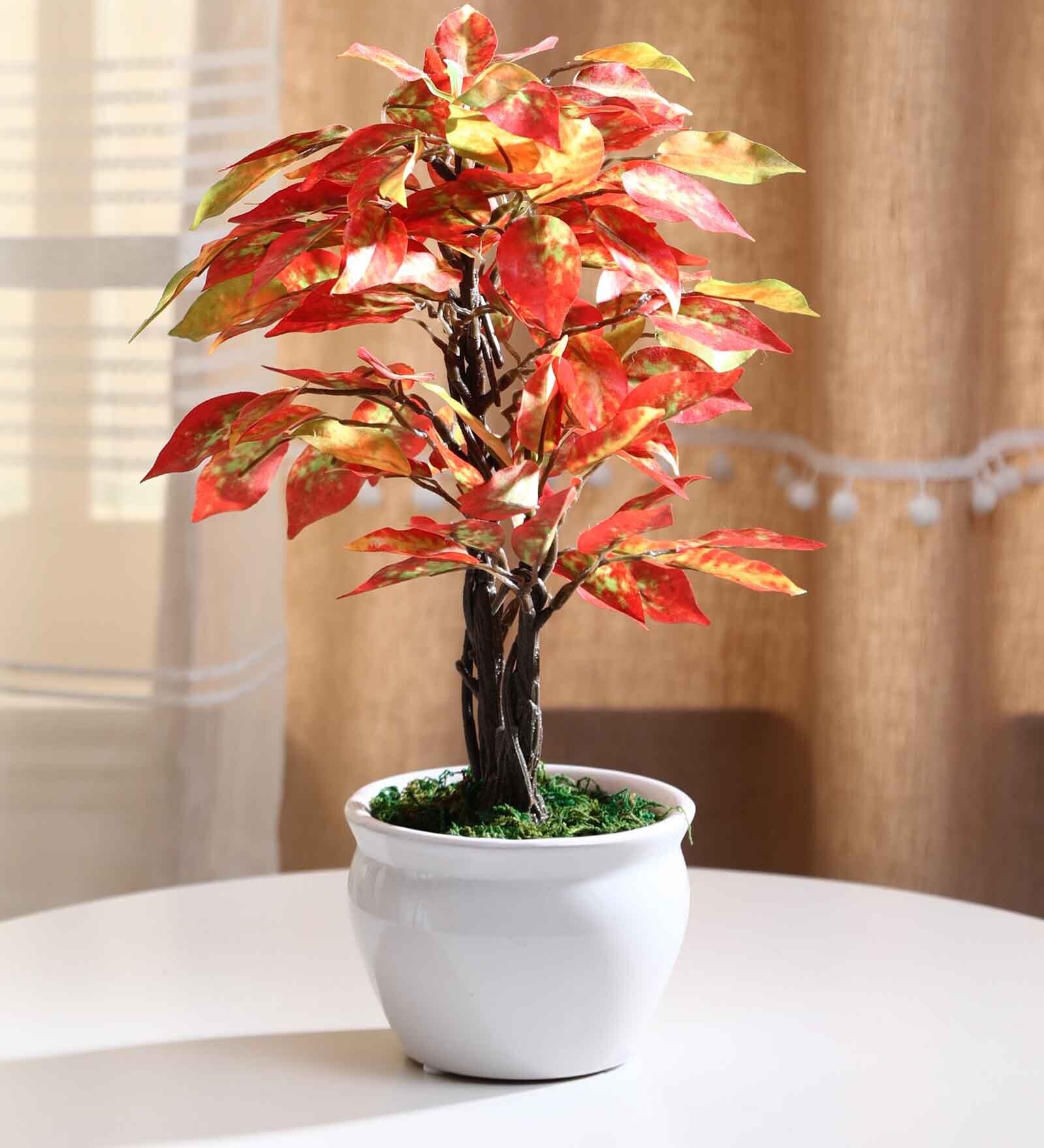 Buy Plastic Red Ficus Bonsai With Ceramic Pot Artificial Plants at 26% ...