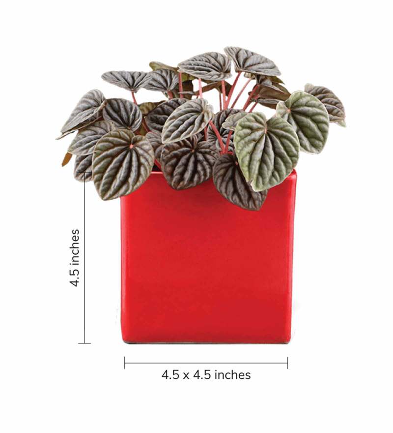 Buy Red Ceramic Square Shape Desk Pot Planter by Ugaoo Online - Desk ...