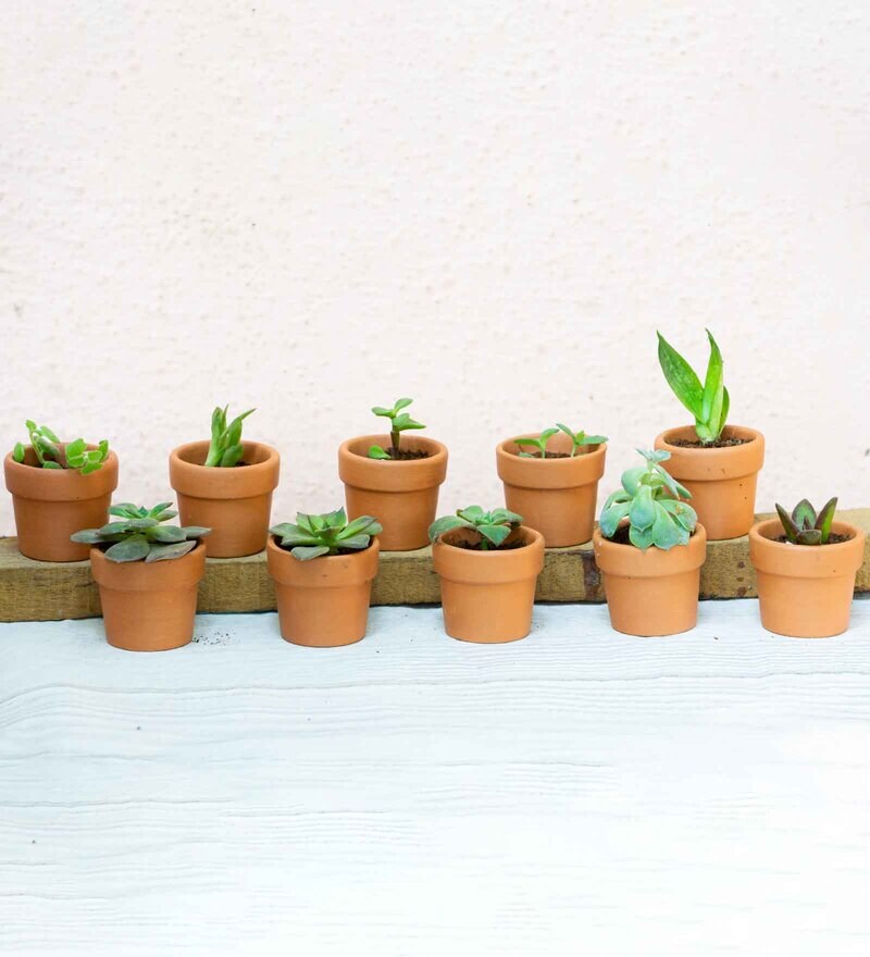 Buy Red Terracotta Miniature Pots Set OF 30 By The Handicraftian Online ...