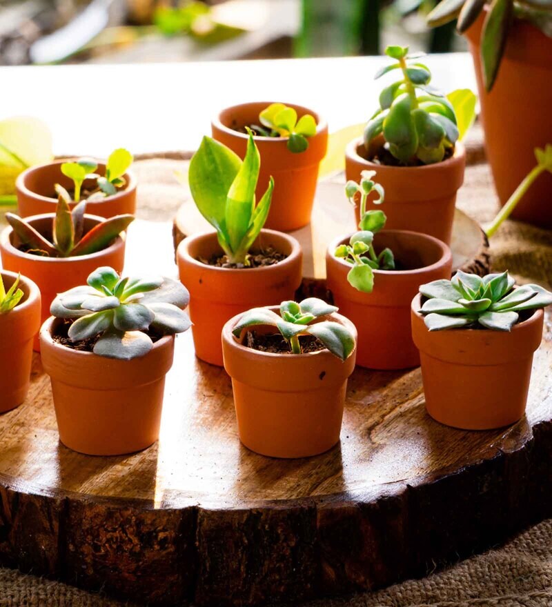 Buy Red Terracotta Miniature Pots Set OF 30 By The Handicraftian Online ...