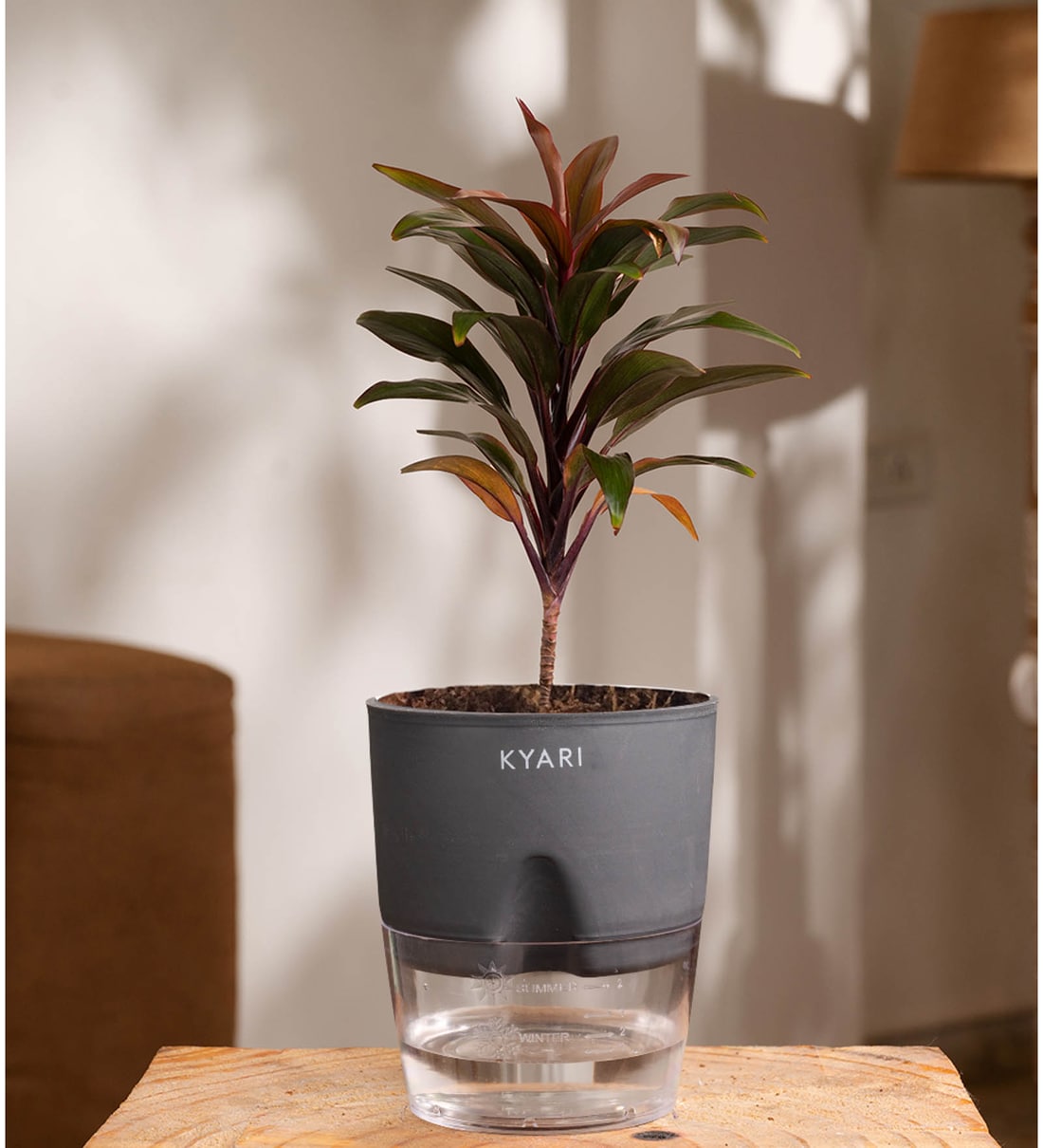 Buy Rhoeo tricolor with 4inch Water Pot - Grey Variant at 50% OFF by ...