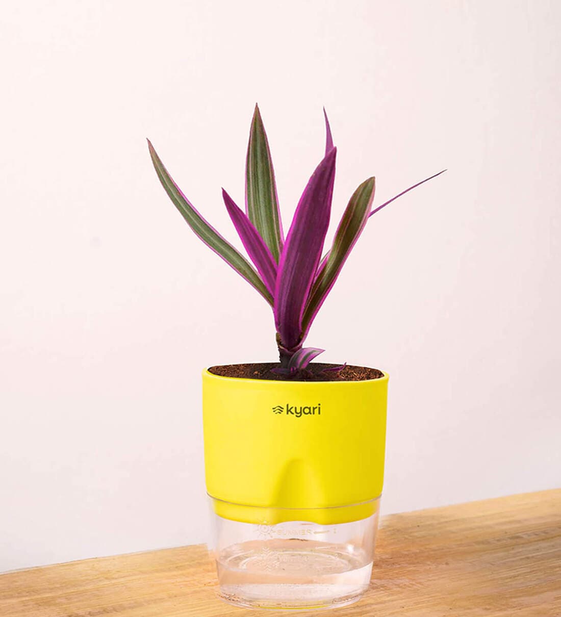 Buy Rhoeo Tricolor With Self Watering Pot - Green Variant at 50% OFF by ...