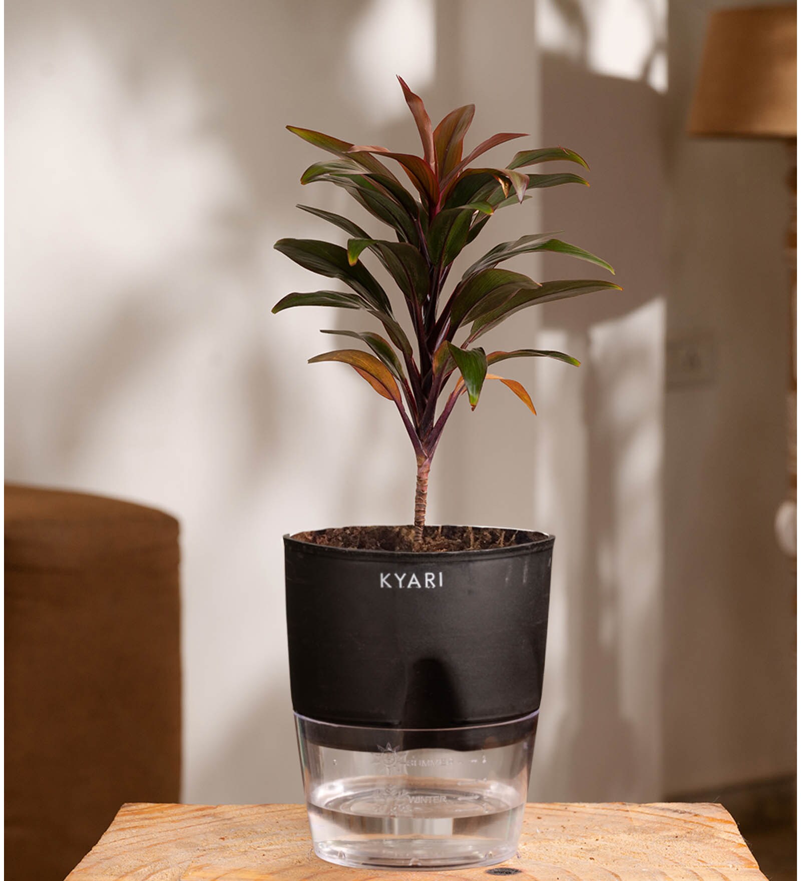 Buy Rhoeo Tricolor Plant With 4\ pot-Black at 50% OFF by Kyari | Pepperfry