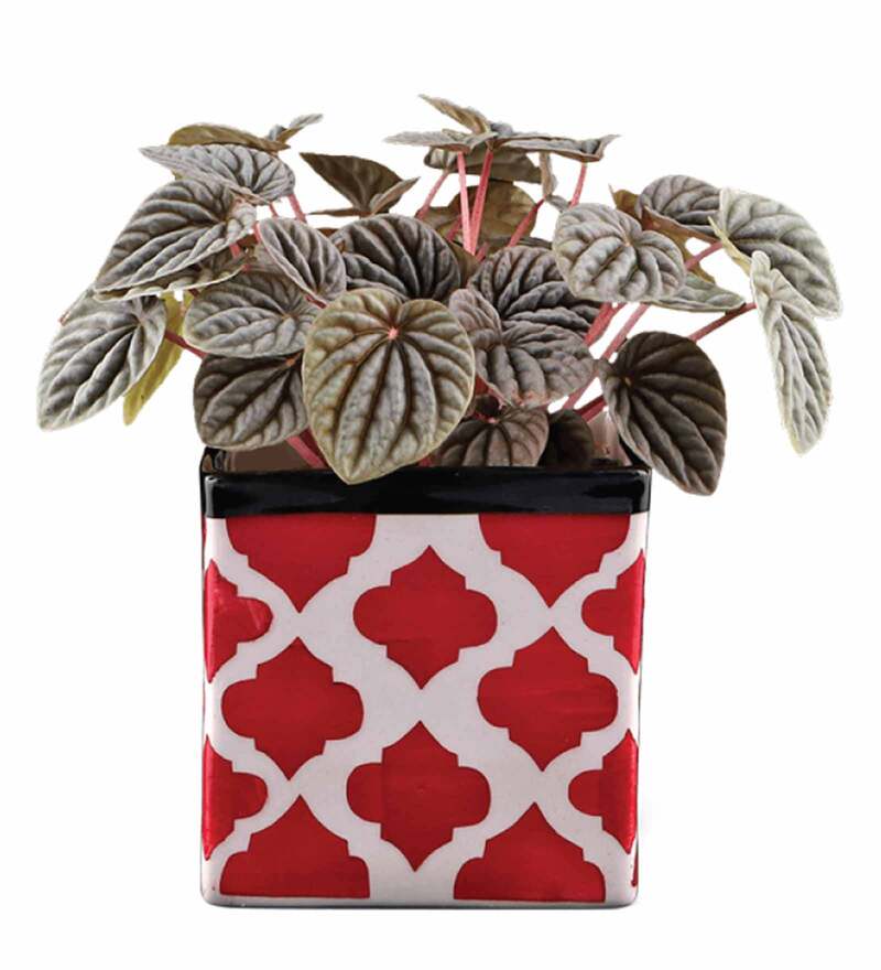 Buy Rose Red Ceramic Square Shape Desk Pot Planter by Ugaoo Online ...