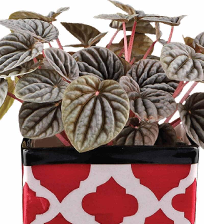 Buy Rose Red Ceramic Square Shape Desk Pot Planter by Ugaoo Online ...
