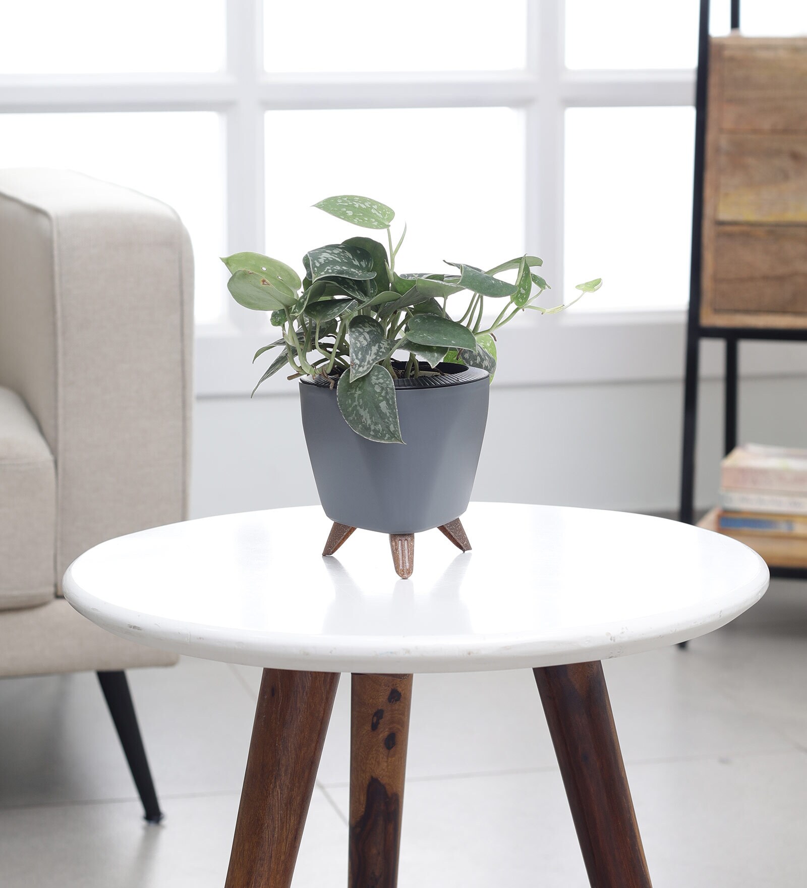 Buy Satin Pothos Argyraeus Plant With Lagos Grey Plastic Pot at 37% OFF ...