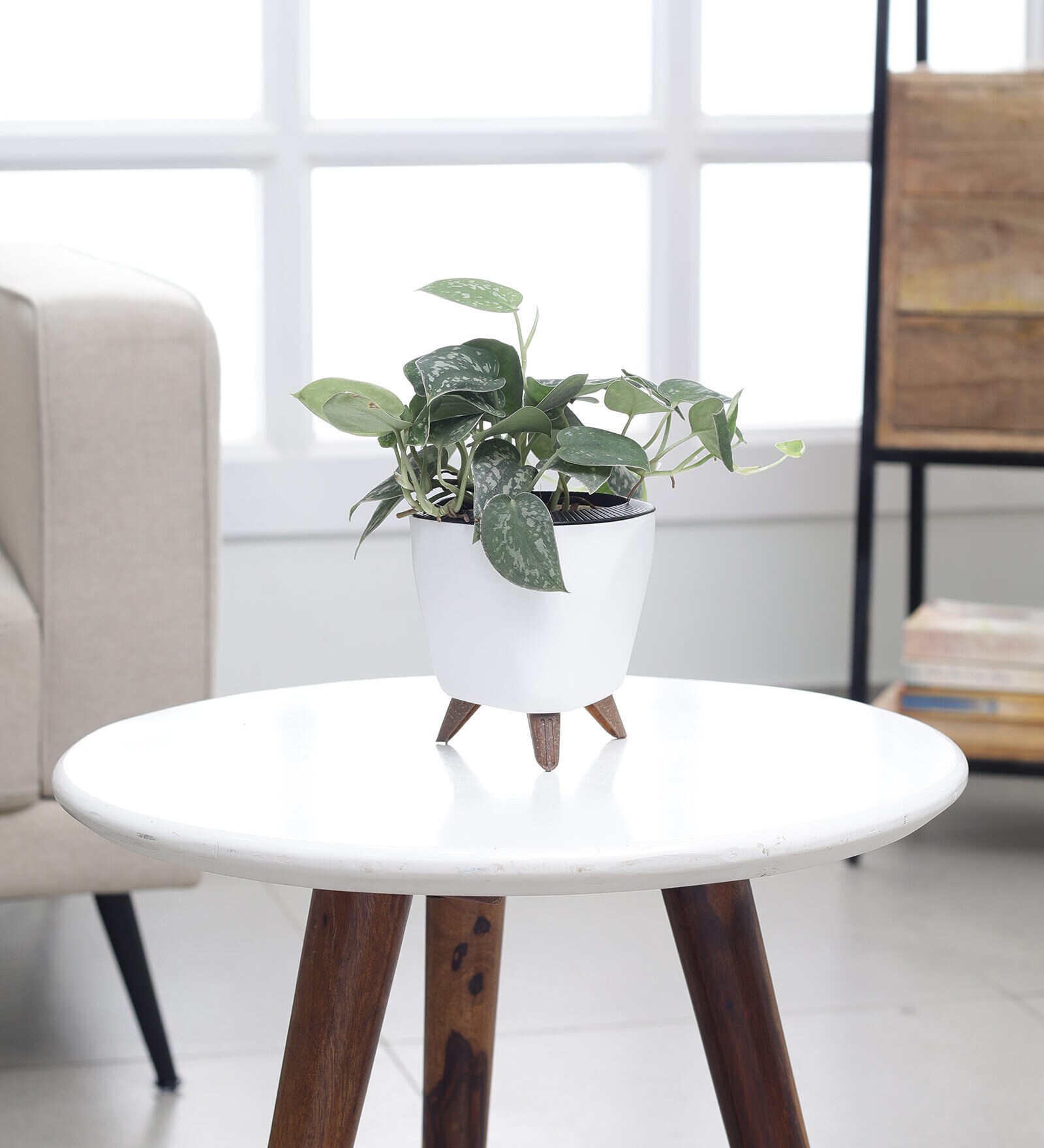 Buy Satin Pothos Argyraeus Plant With Lagos White Plastic Pot at 37% ...