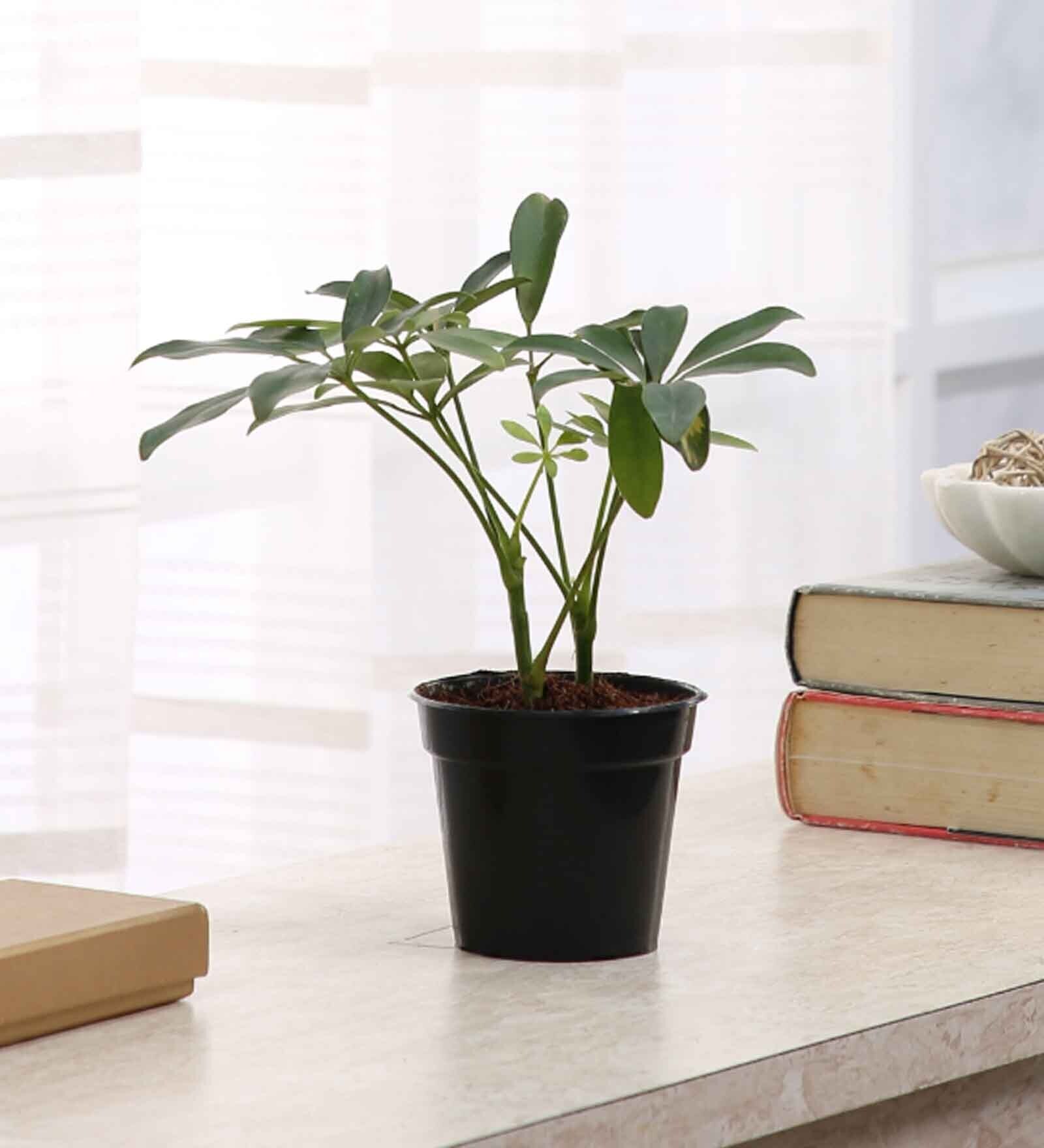 Buy Schefflera Live Natural Plant at 33% OFF by Root Bridges | Pepperfry