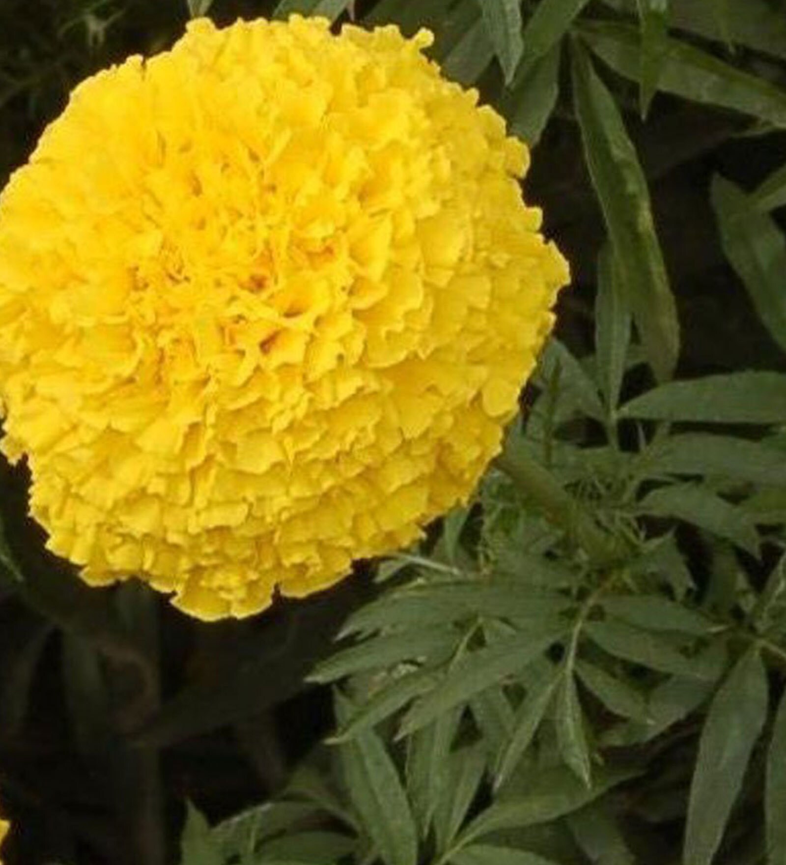 Buy Seedlings India African Marigold F2 Yellow Hybrid Seeds Online ...