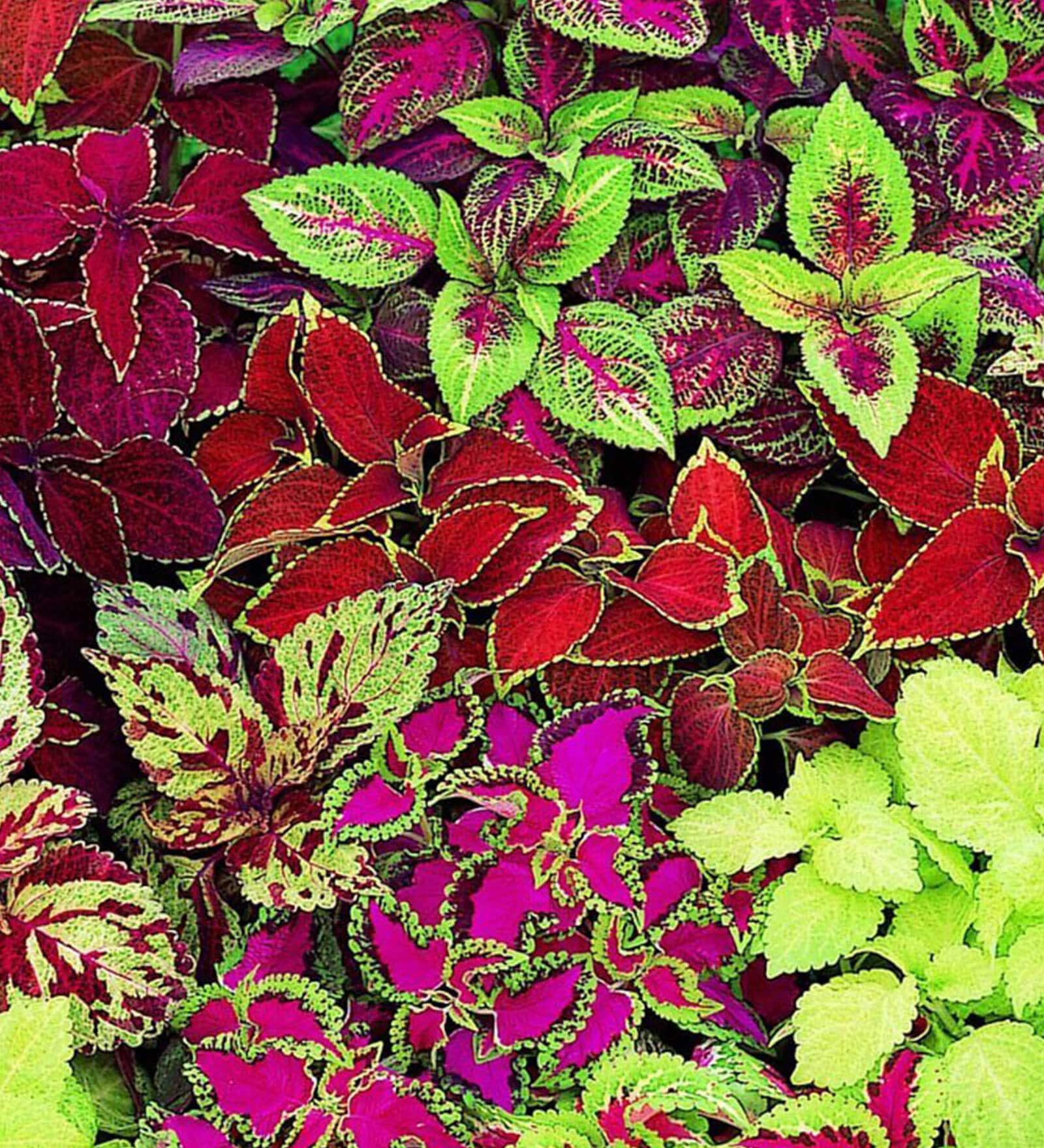 Buy Seedlings India Coleus Rainbow Mix Hybrid Seeds Online - Seeds ...