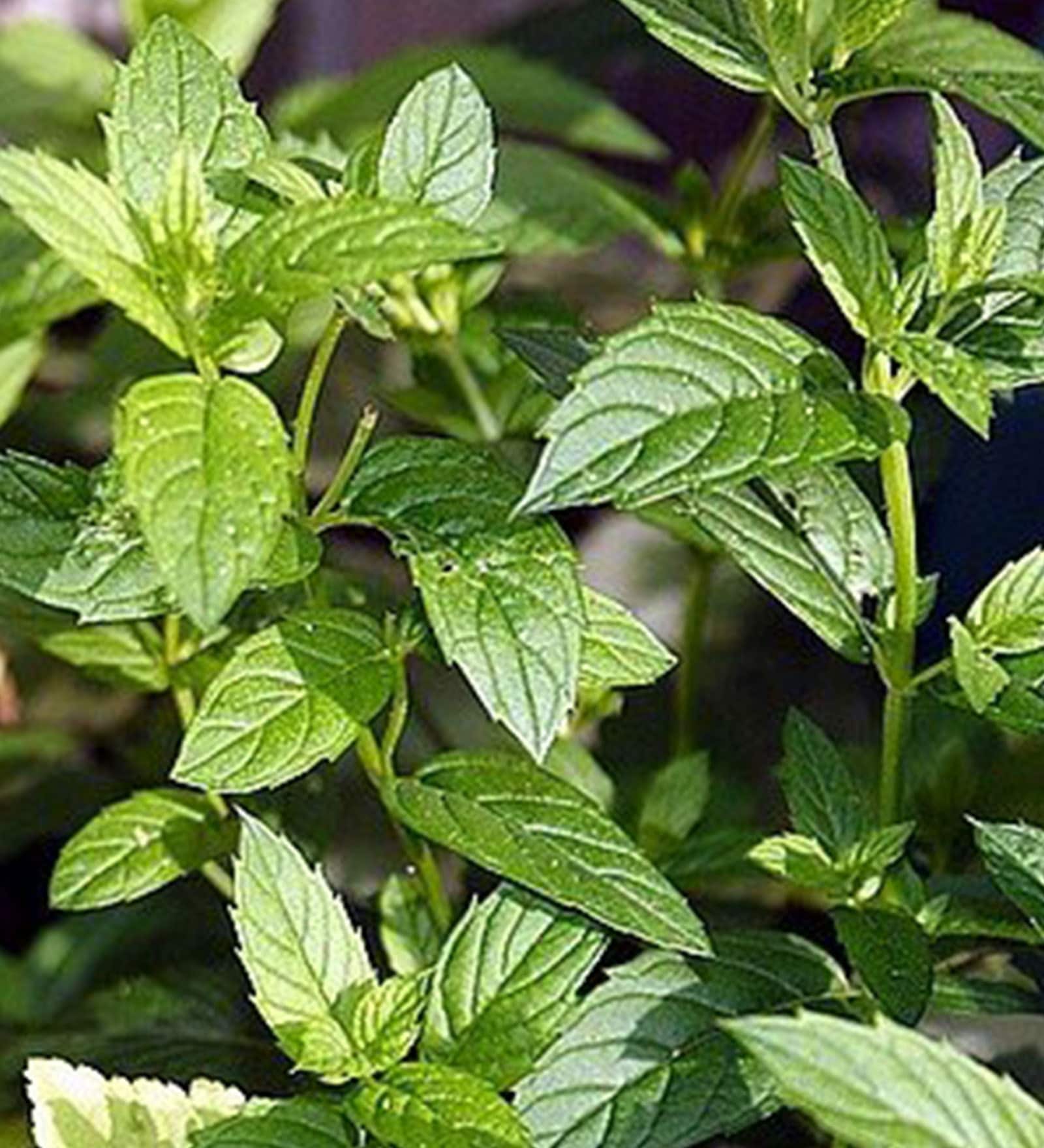 Buy Seedlings India Peppermint Herb Seeds Online - Seeds & Bulbs ...