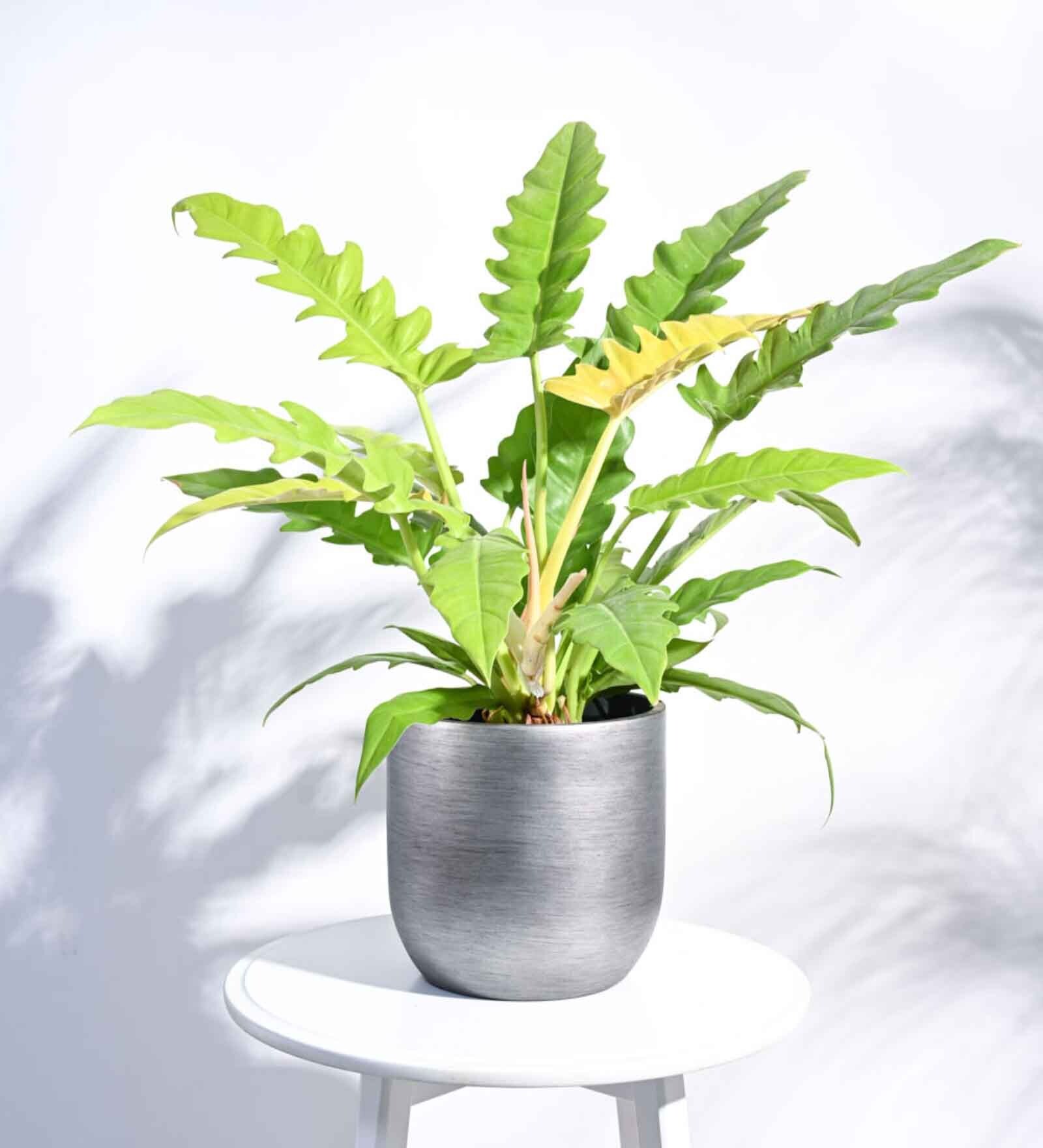 Buy Silver Plastic Ball Retro Large Floor at 100% OFF by Ugaoo | Pepperfry