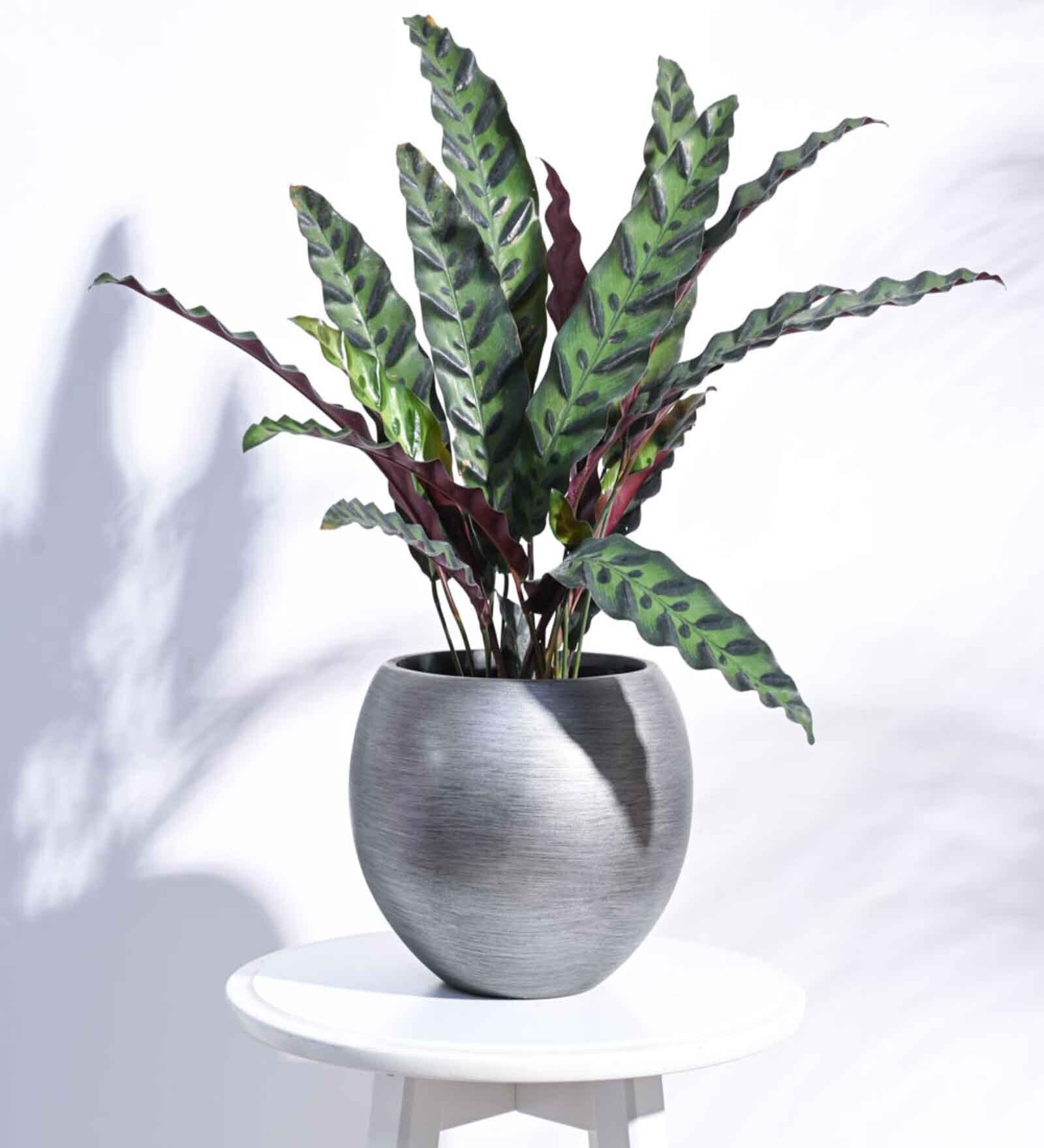 Buy Silver Plastic Ball Retro Medium Desk Pot at 100% OFF by Ugaoo ...