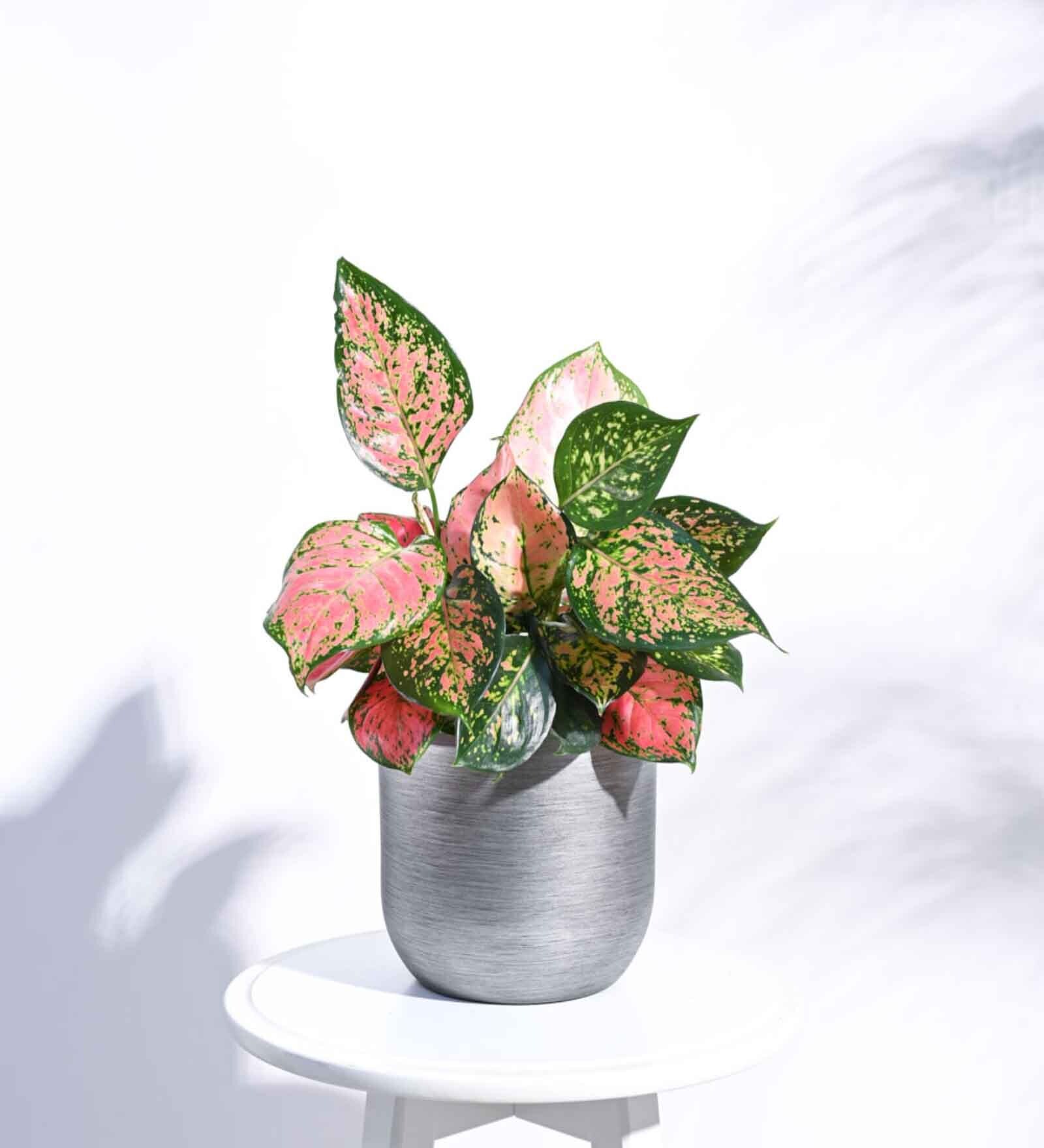 Buy Silver Plastic Ball Retro Medium Desk Pot at 19% OFF by Ugaoo ...