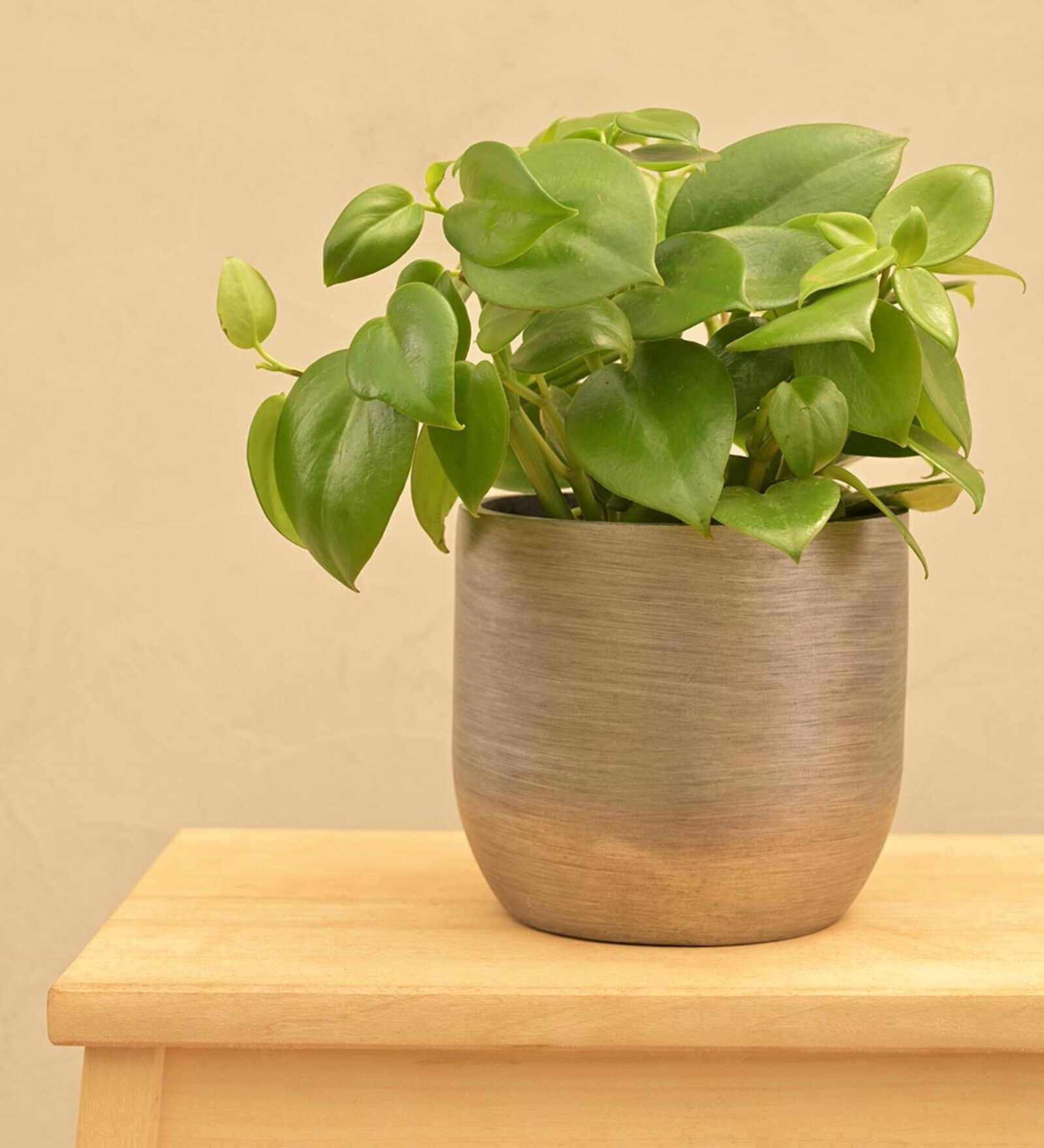 Buy Silver Plastic Ball Retro Small Desk Pot at 34% OFF by Ugaoo ...