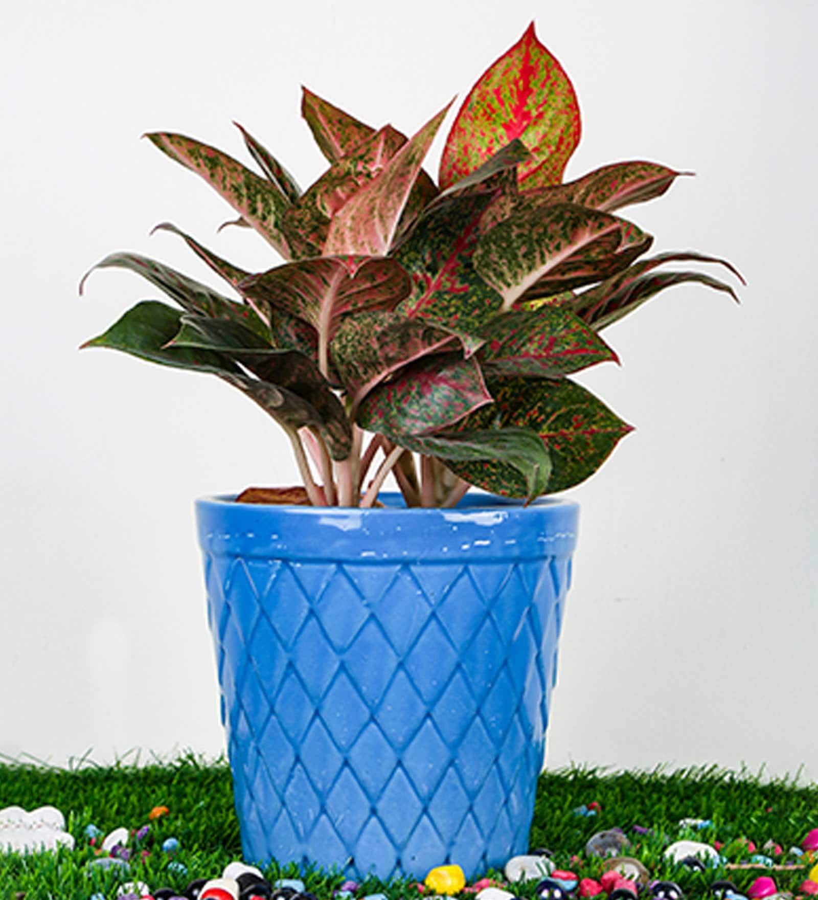 Buy Sky Blue Ceramic Barfi Design Sky Planter by Justoriginals at 32% ...