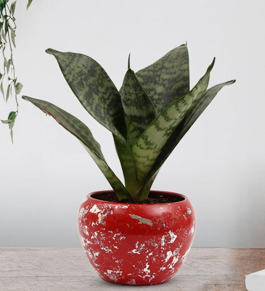 Buy Snake Natural Plant In Red Metal Pot, by Ferns N Petals at 30% OFF ...