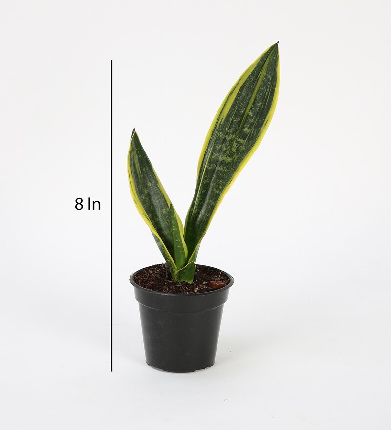 Buy Snake Plant Superba With Pot Natural Plant Online - Air Purifier ...