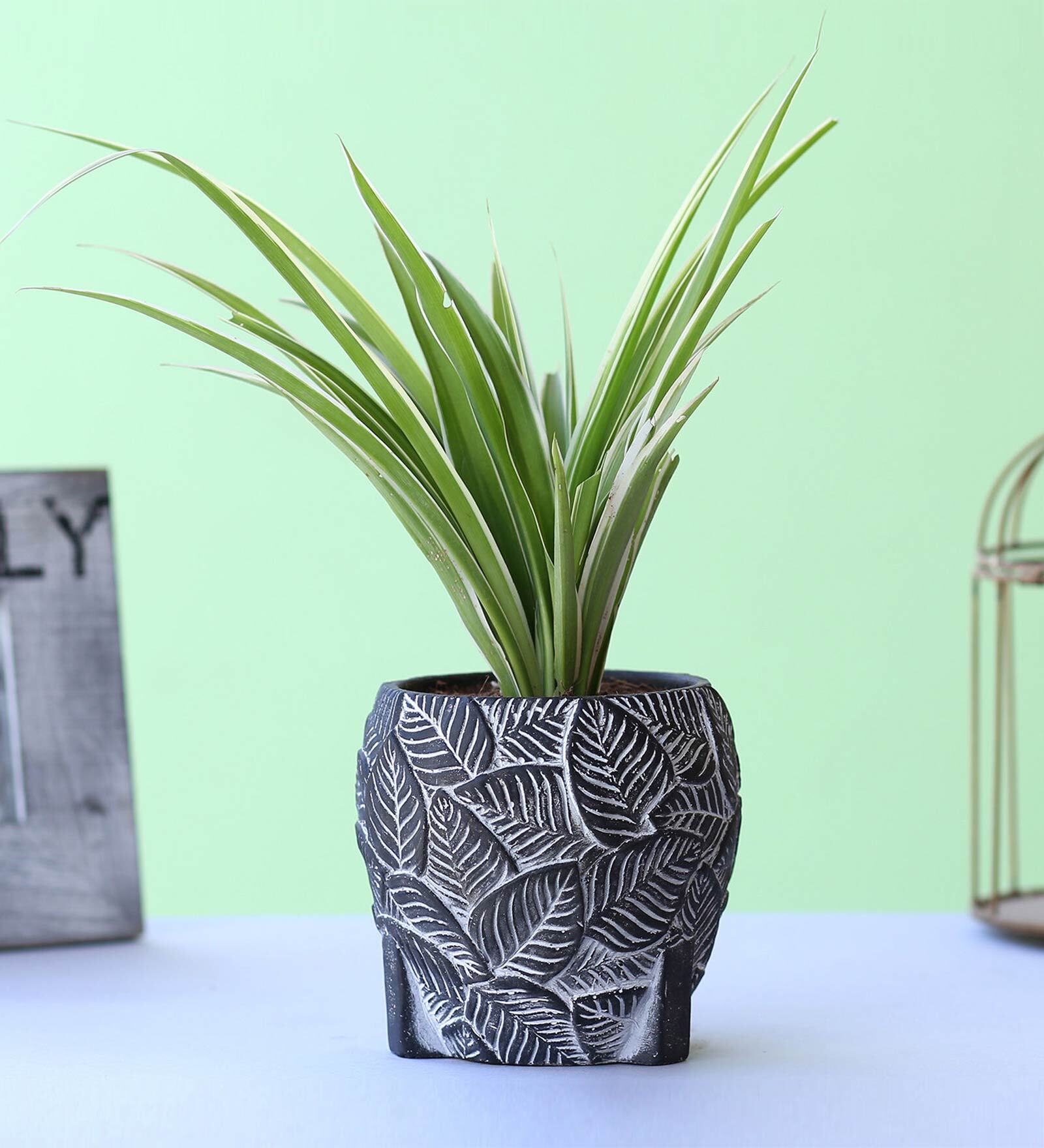 Buy Spider Natural Plant In Leaves Embossed Ceramic planter by Ferns N ...