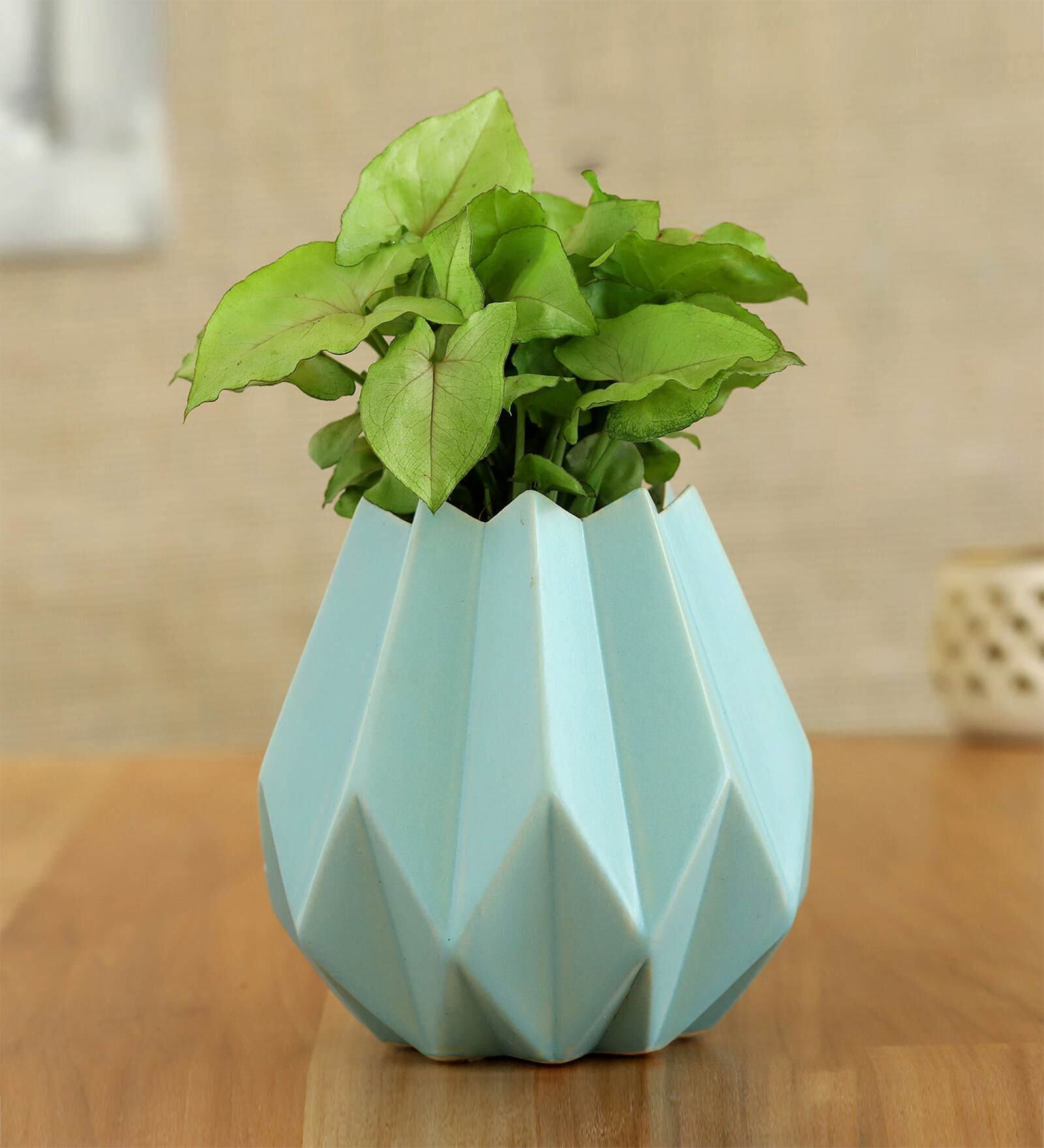 Buy Syngonium Natural Plant In Sky Blue Conical Ceramic Pot by Ferns N ...