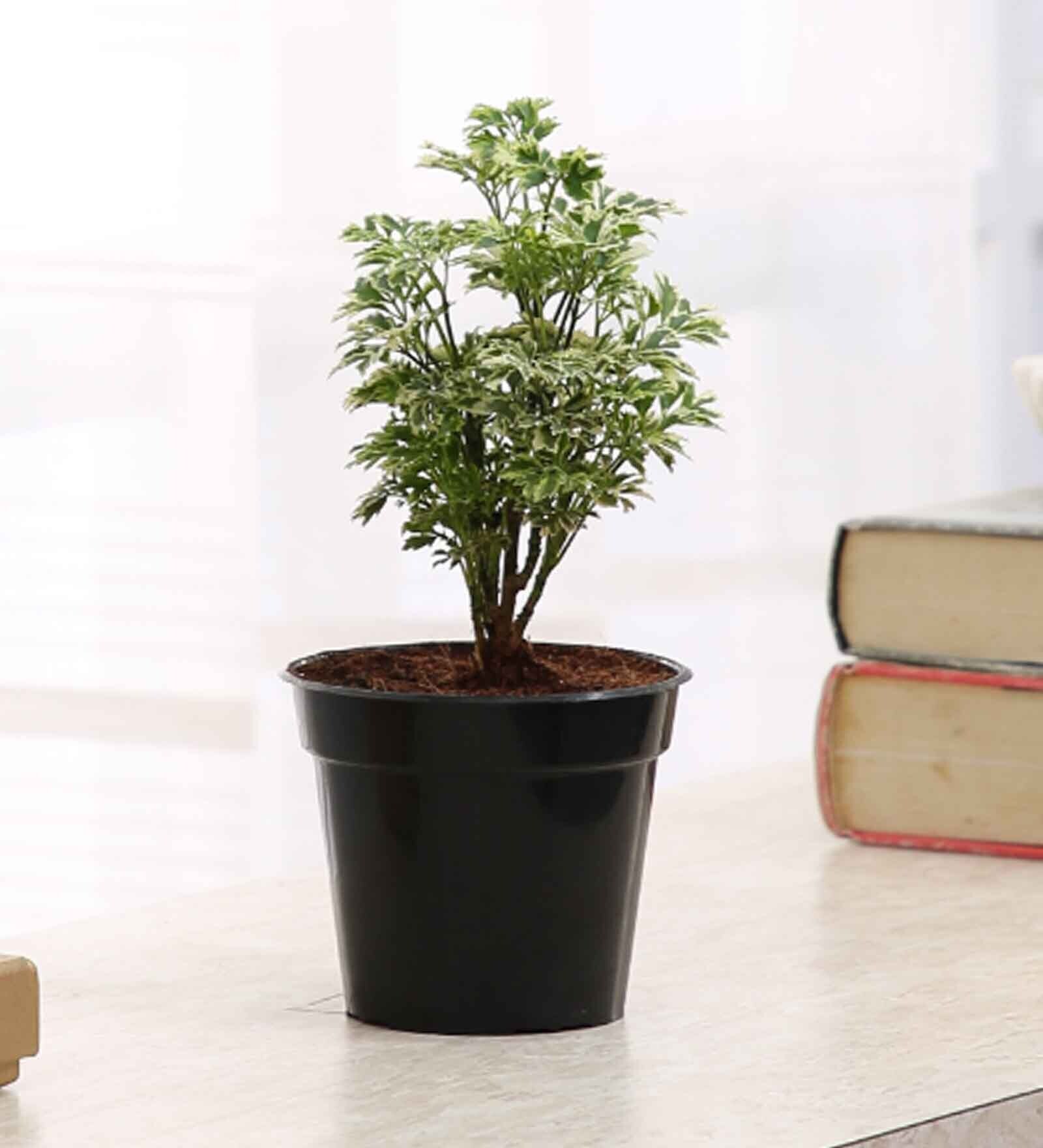 Buy Variegated Aralia Live Natural Plant at 28% OFF by Root Bridges ...