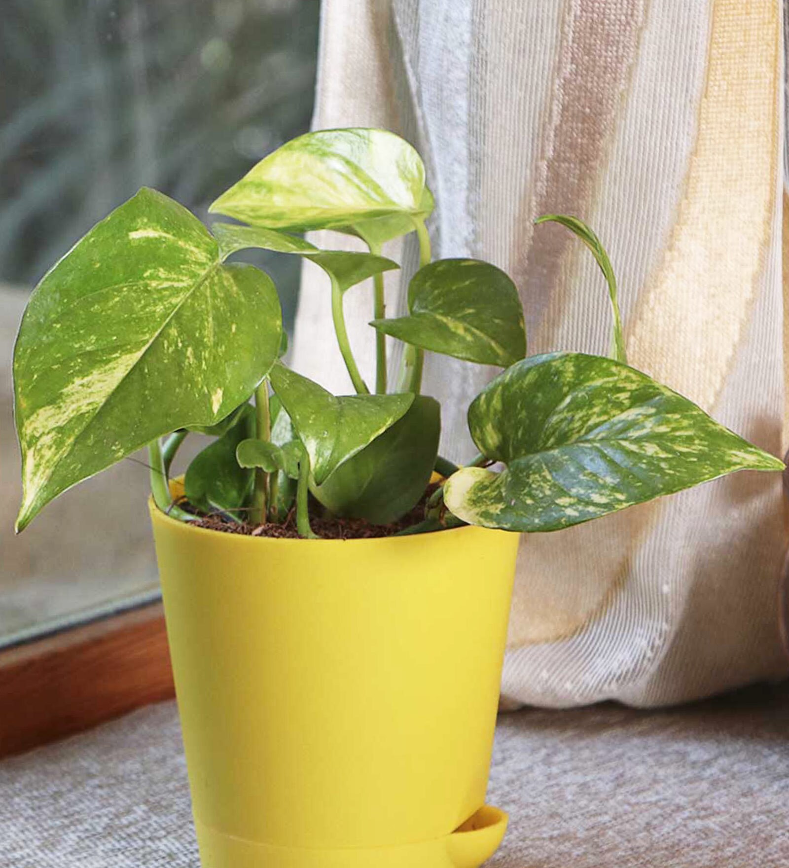 Buy Variegated Natural Money Plant by Ugaoo at 9% OFF by Ugaoo | Pepperfry