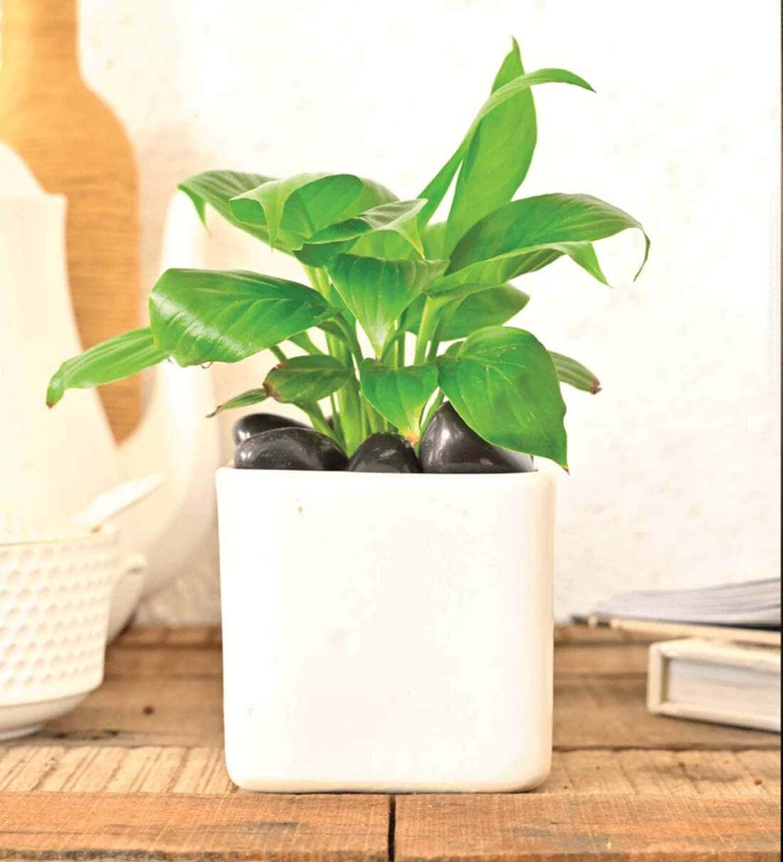 Buy White Ceramic Square Shape Desk Pot Planter at 30% OFF by Ugaoo ...