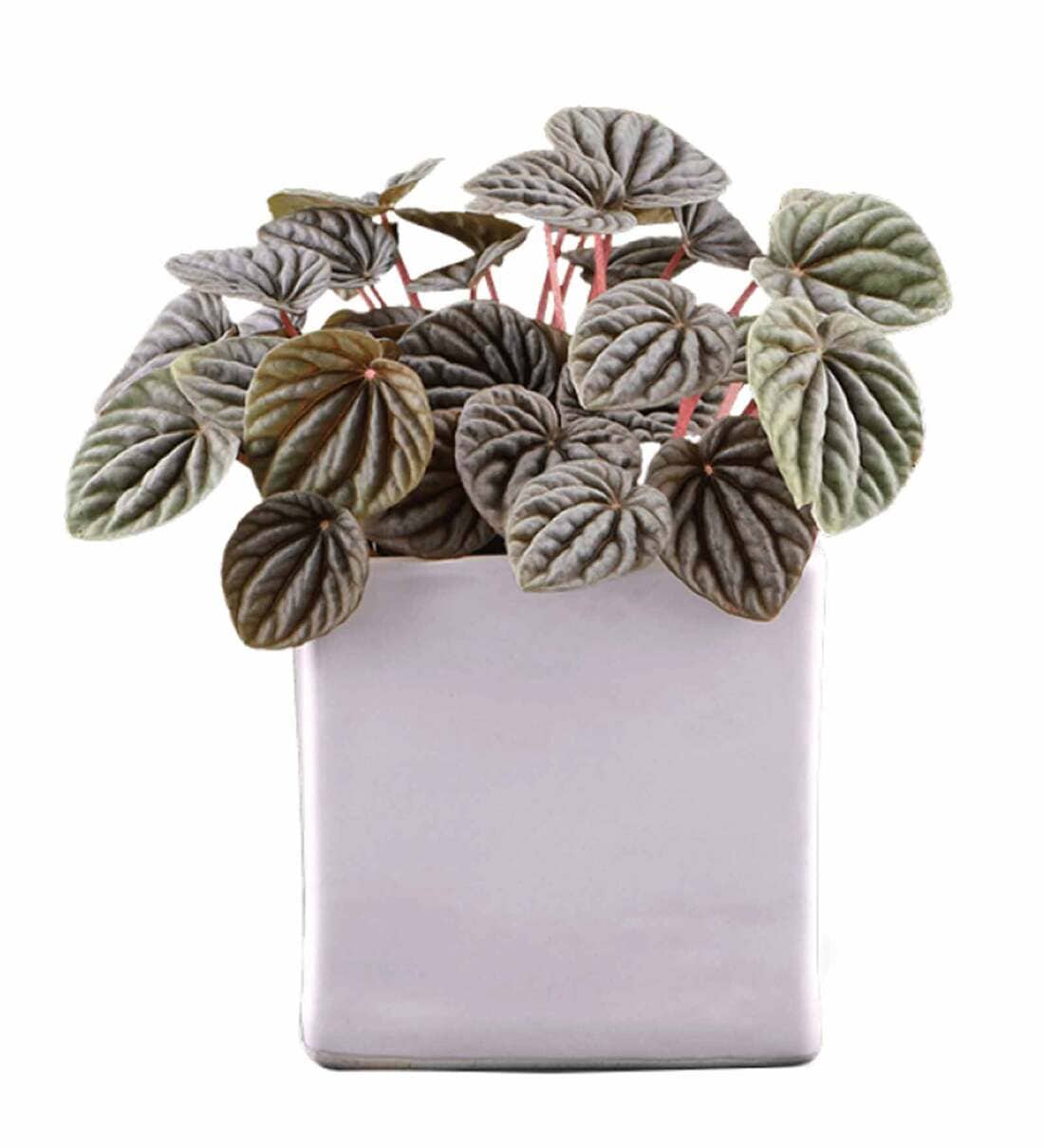 Buy White Ceramic Square Shape Desk Pot Planter by Ugaoo Online - Desk ...