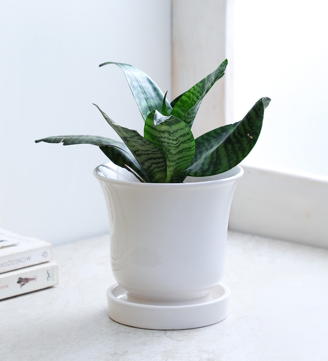 Buy White Ceramic Table Top Planter With Saucer By Gaia at 30% OFF by ...