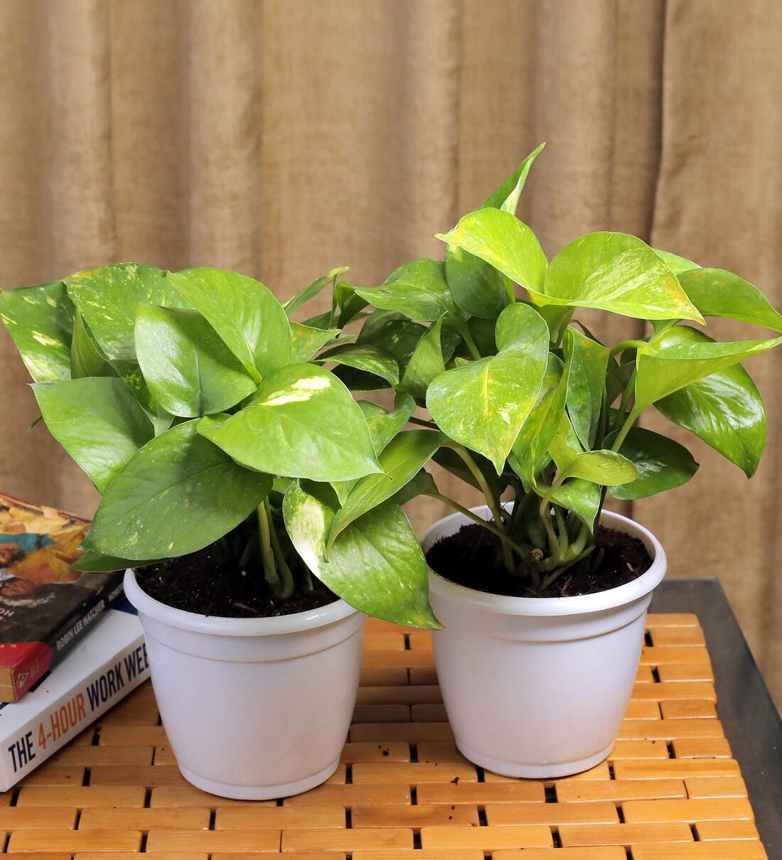 Buy White Scindapsus Green Medium Natural Plant In Fibre Pot, Set Of 2 ...