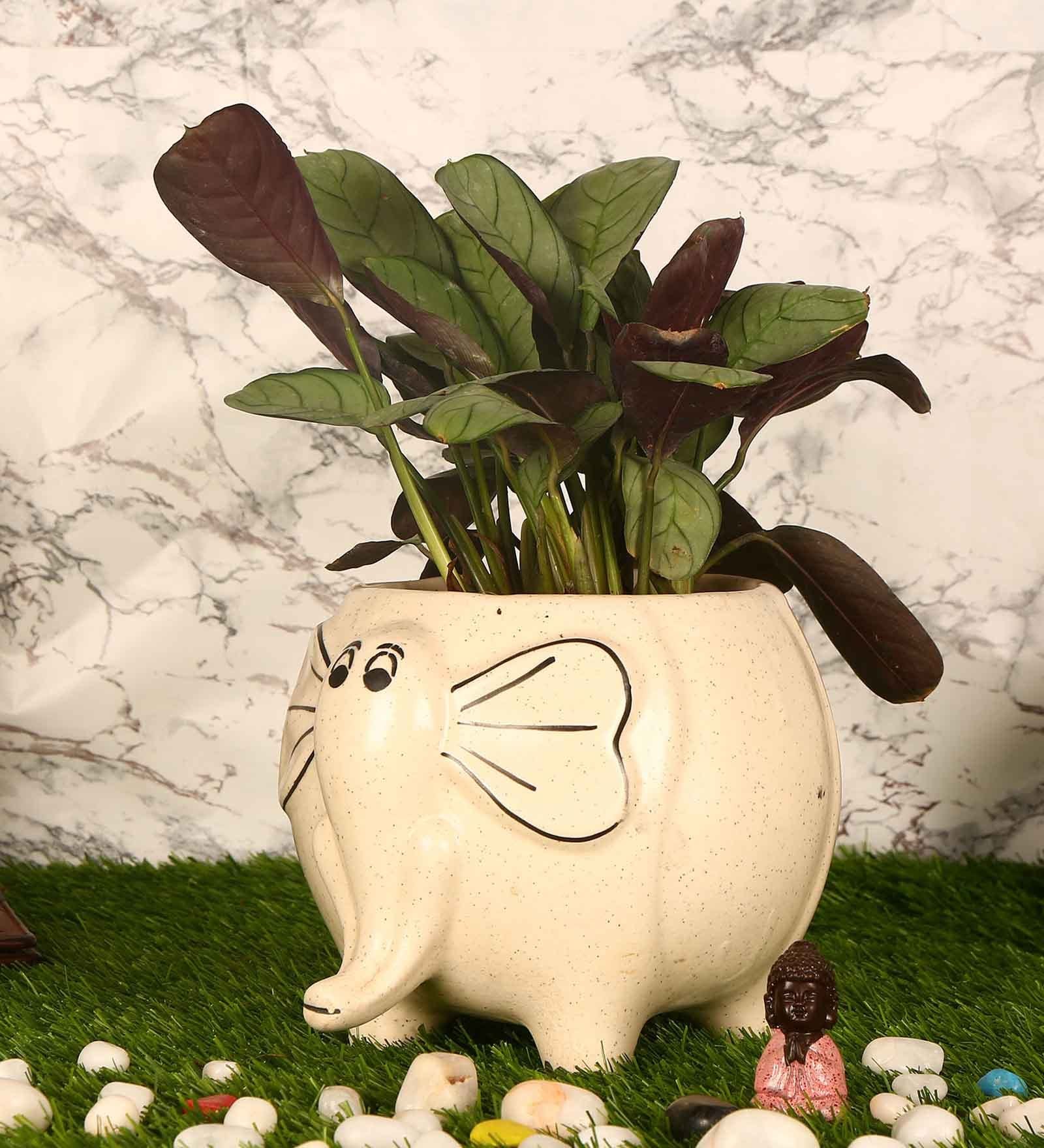 Buy White Ceramic Elephant Shape Flower Pot at 22% OFF by Justoriginals ...