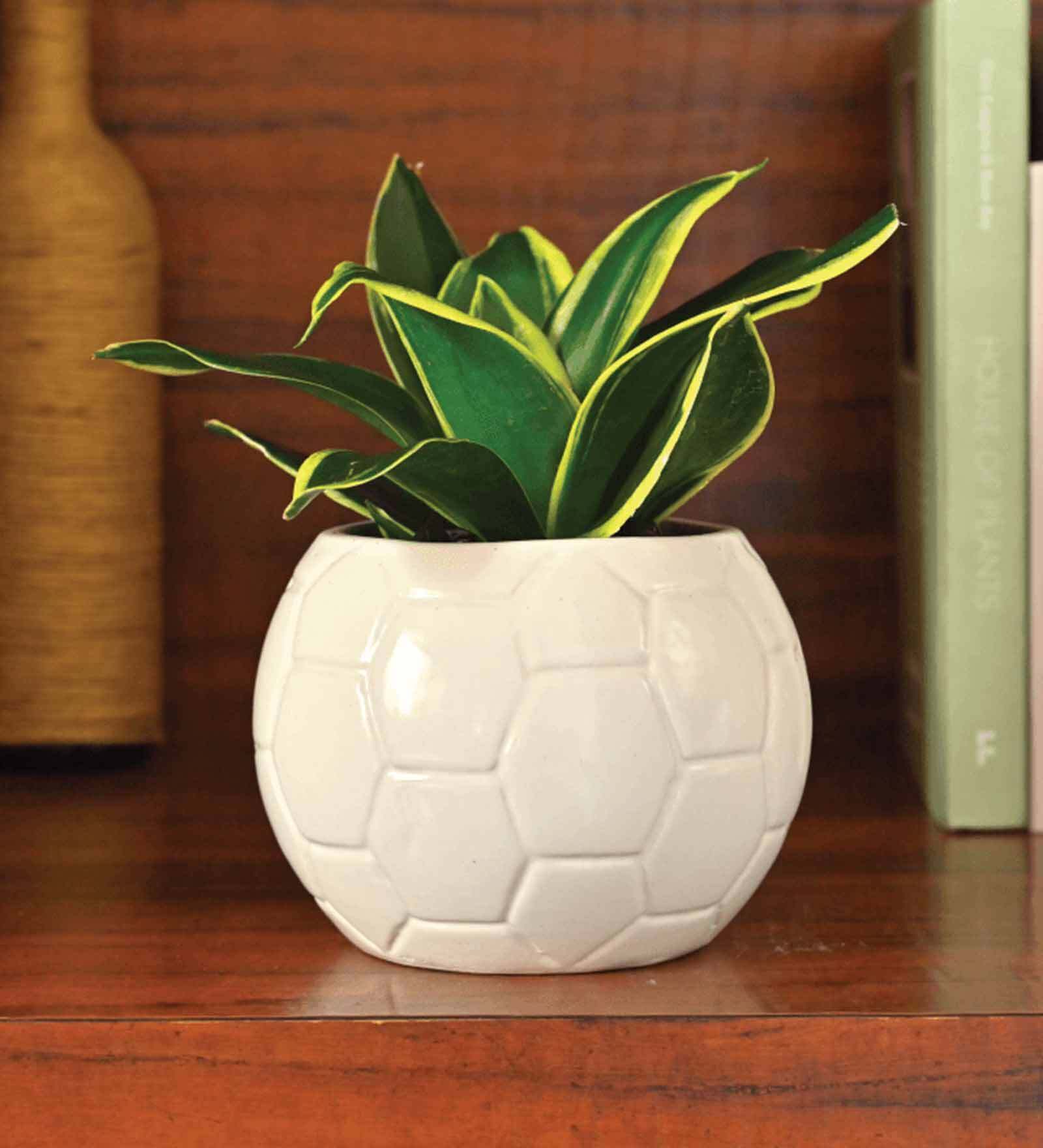 Buy White Ceramic Football Shape Desk Pot Planter at 37% OFF by Ugaoo ...