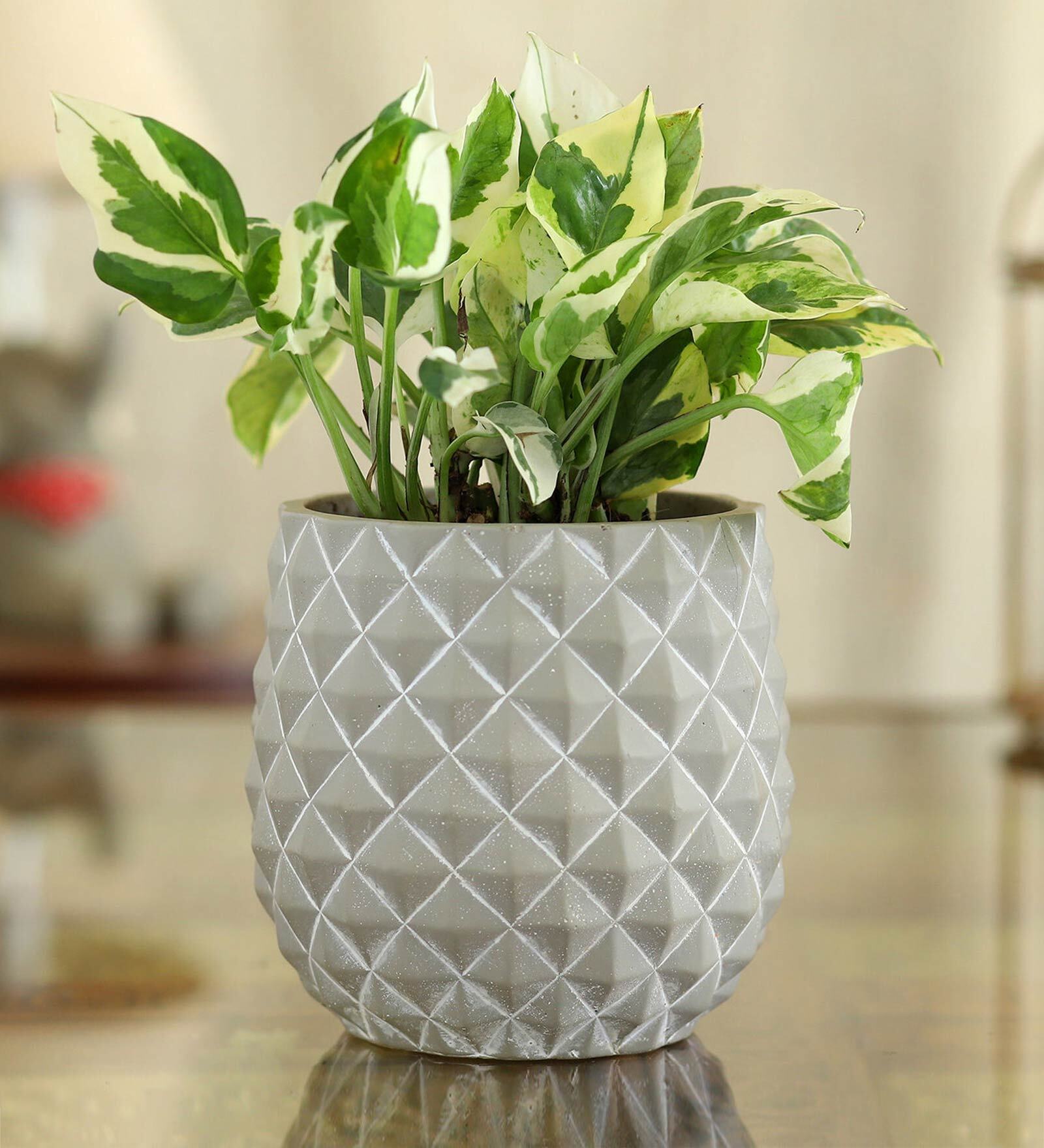 Buy White Ceramic Pothos Natural Plant in Grey & White Oval Ceramic Pot ...