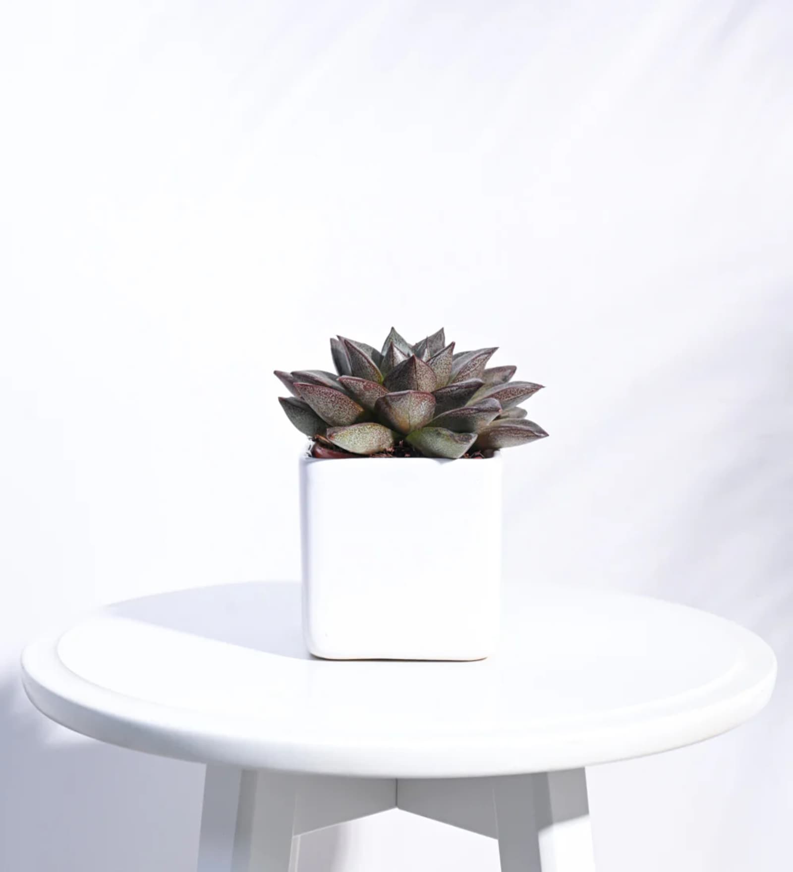 Buy White Ceramic Square Shape Desk Pot Planter at 38% OFF by Ugaoo ...