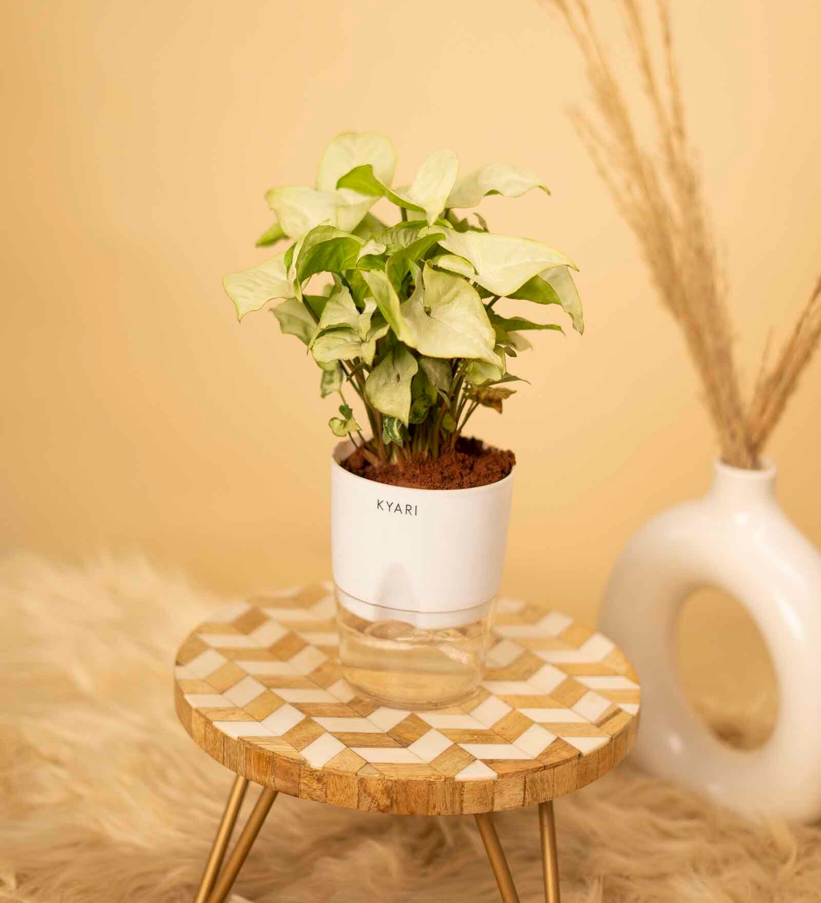 Buy Syngonium Pixie Natural Plant With White Pot at 63% OFF by Kyari ...
