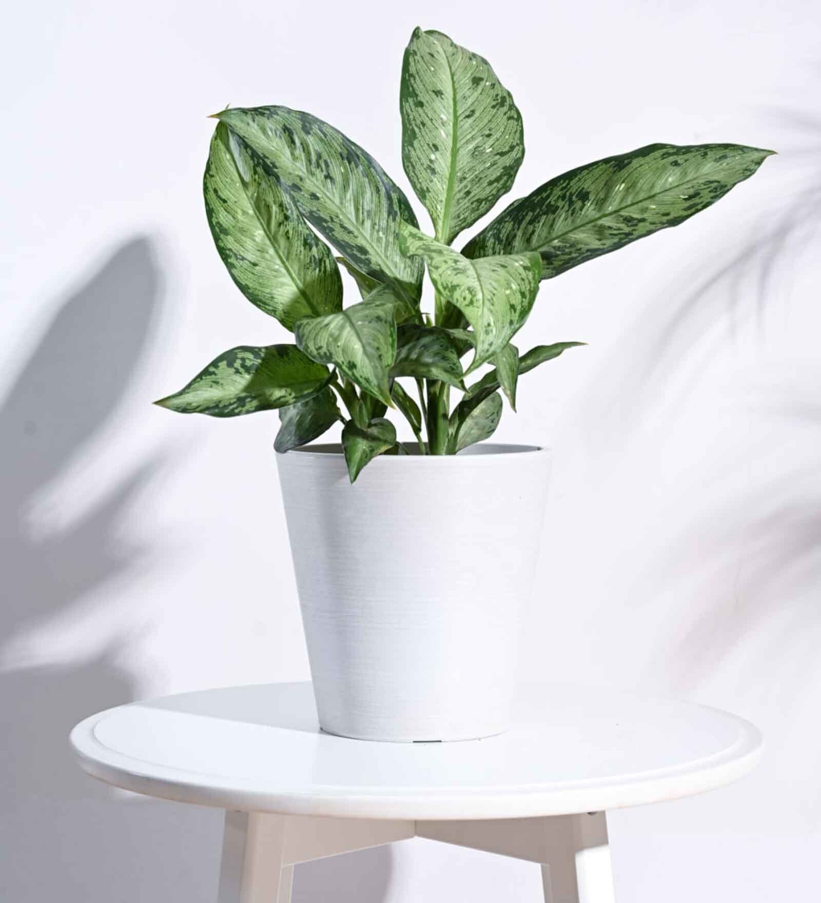 Buy White Plastic Venice Large Desk Pot by Ugaoo | Pepperfry