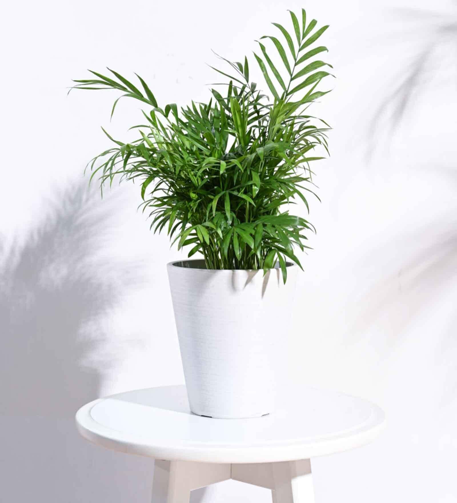 Buy White Plastic Venice Medium Desk Pot at 100% OFF by Ugaoo | Pepperfry