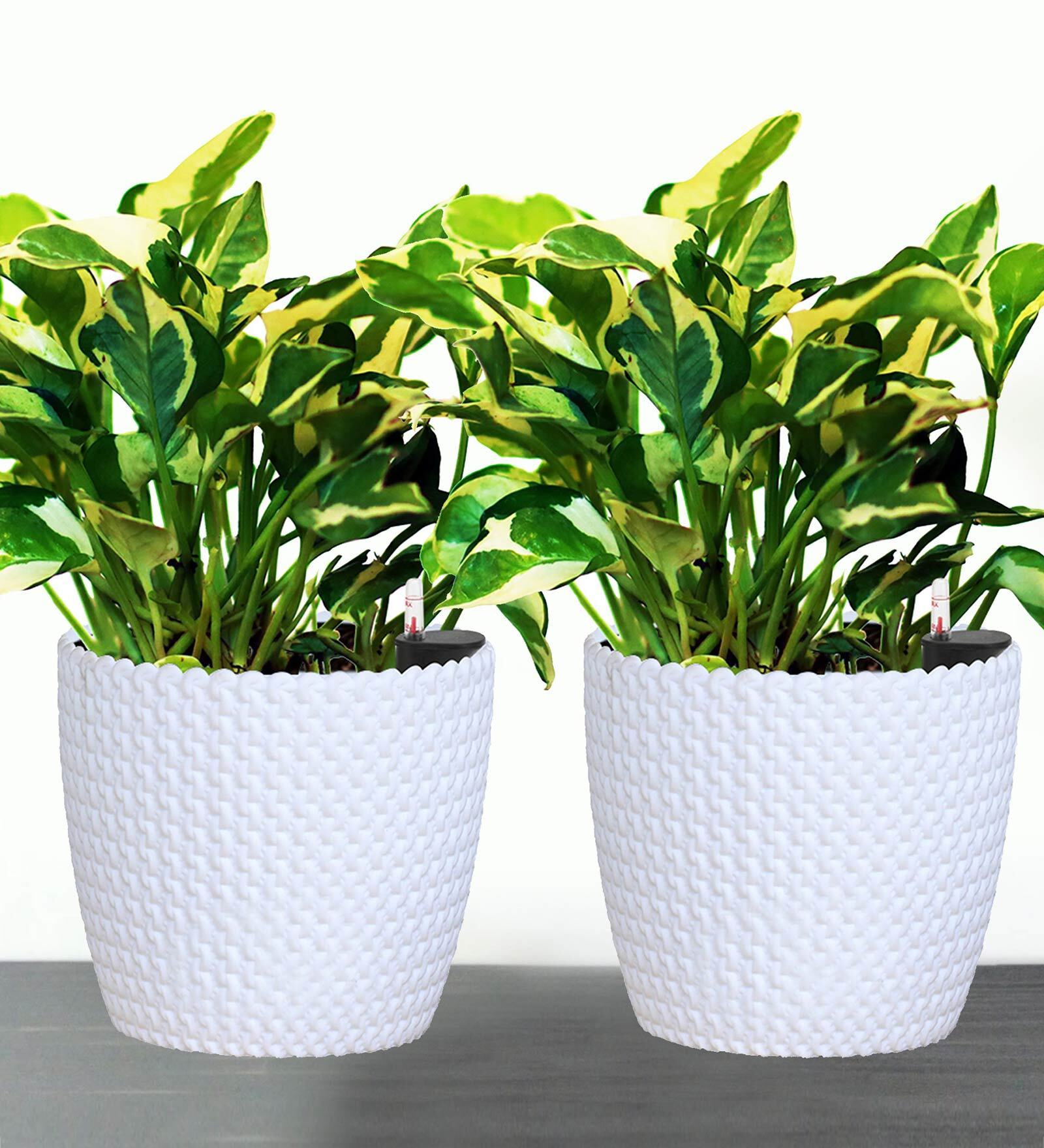 Buy White Scindapsus Compacta Large Natural Plant In Self-Watering ...