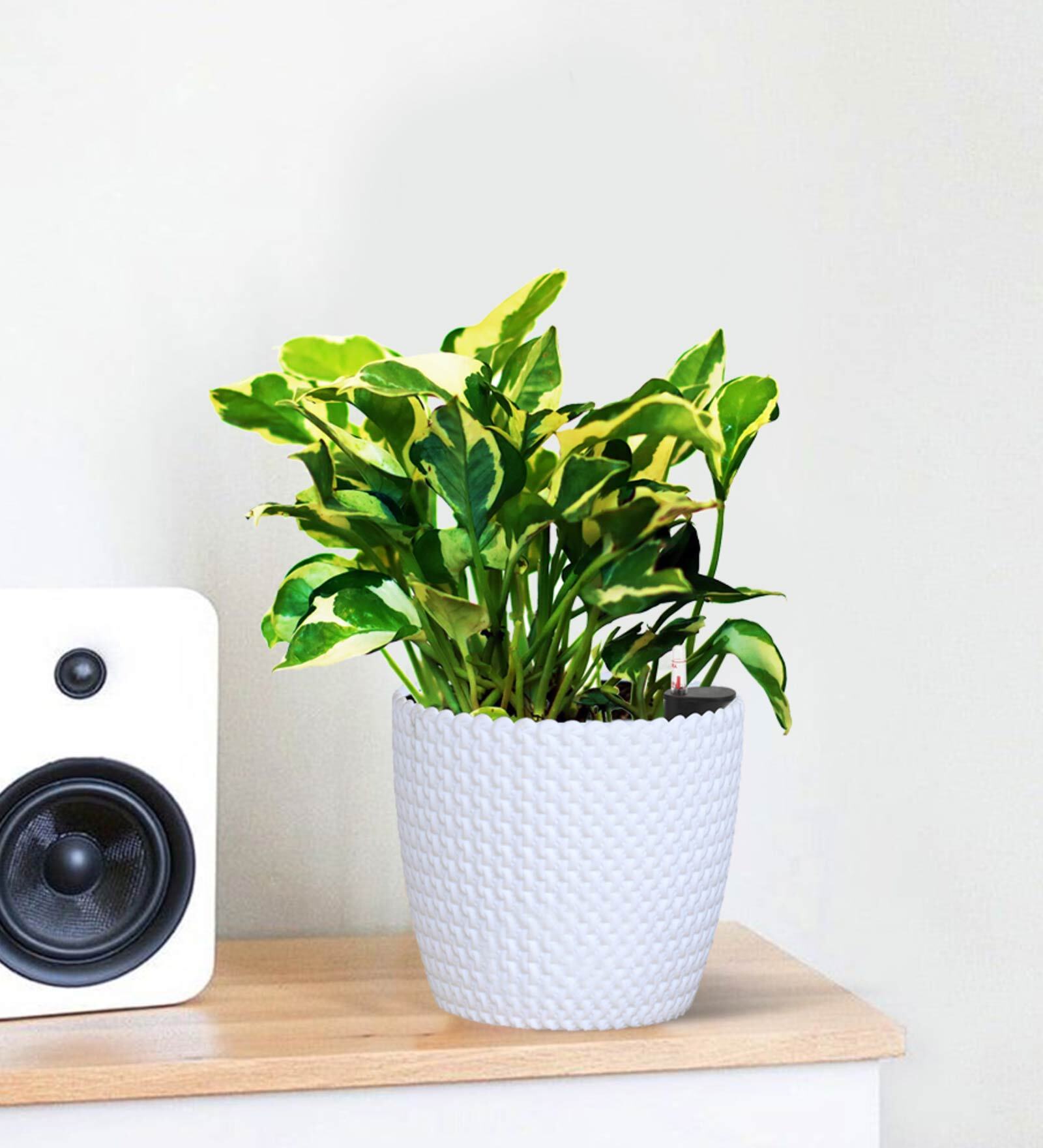 Buy White Scindapsus Compacta Large Natural Plant in Self-Watering ...