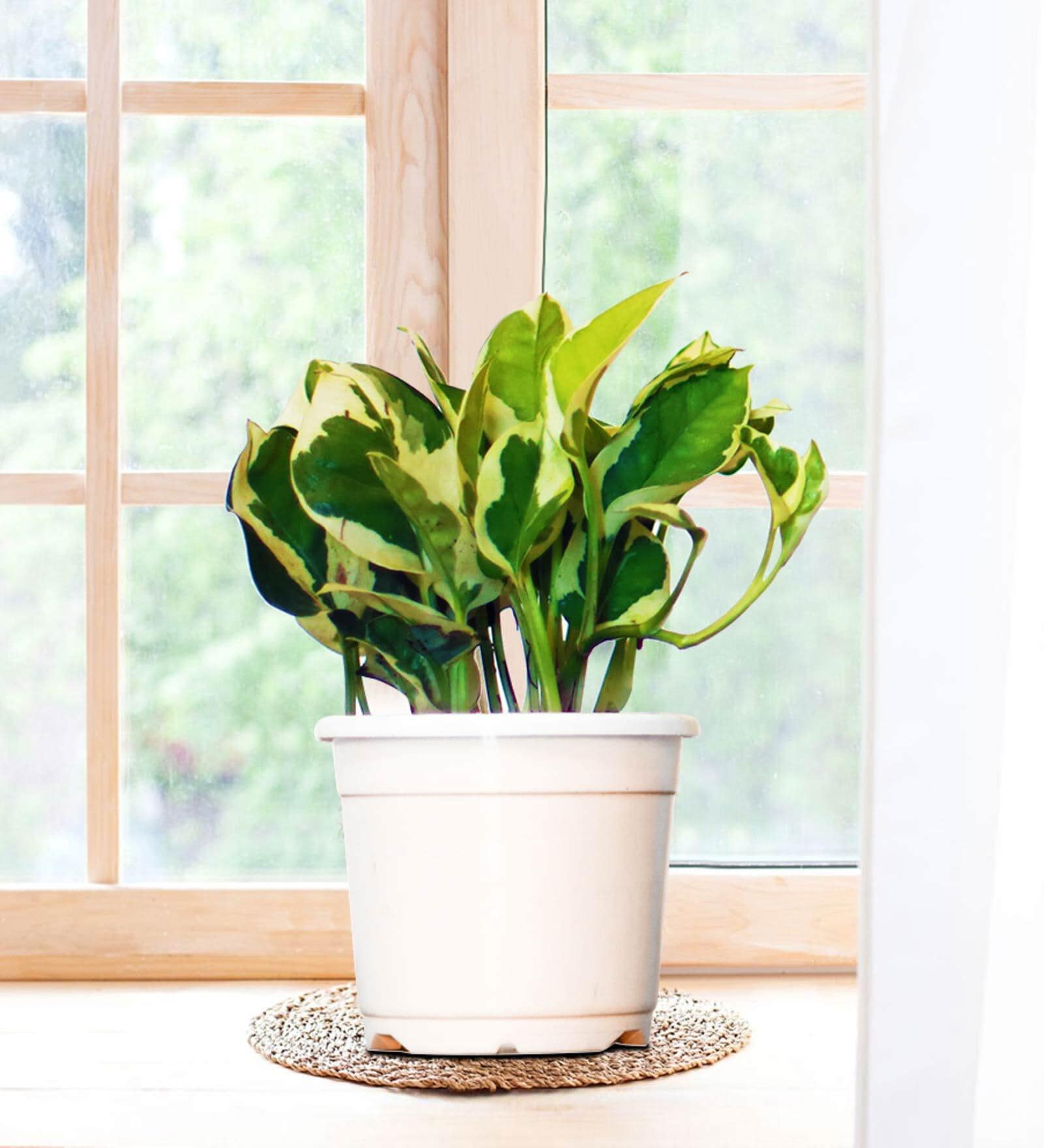 Buy White Scindapsus Compacta Small Natural Plant In Fibre Pot at 30% ...