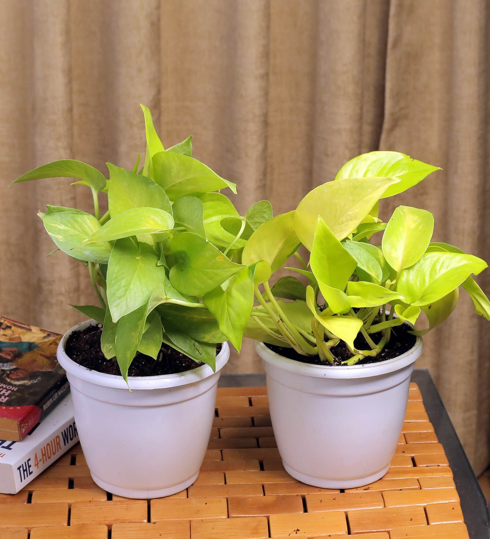 Buy White Scindapsus Gold Large Natural Plant In Fibre Pot, Set Of 2 at ...