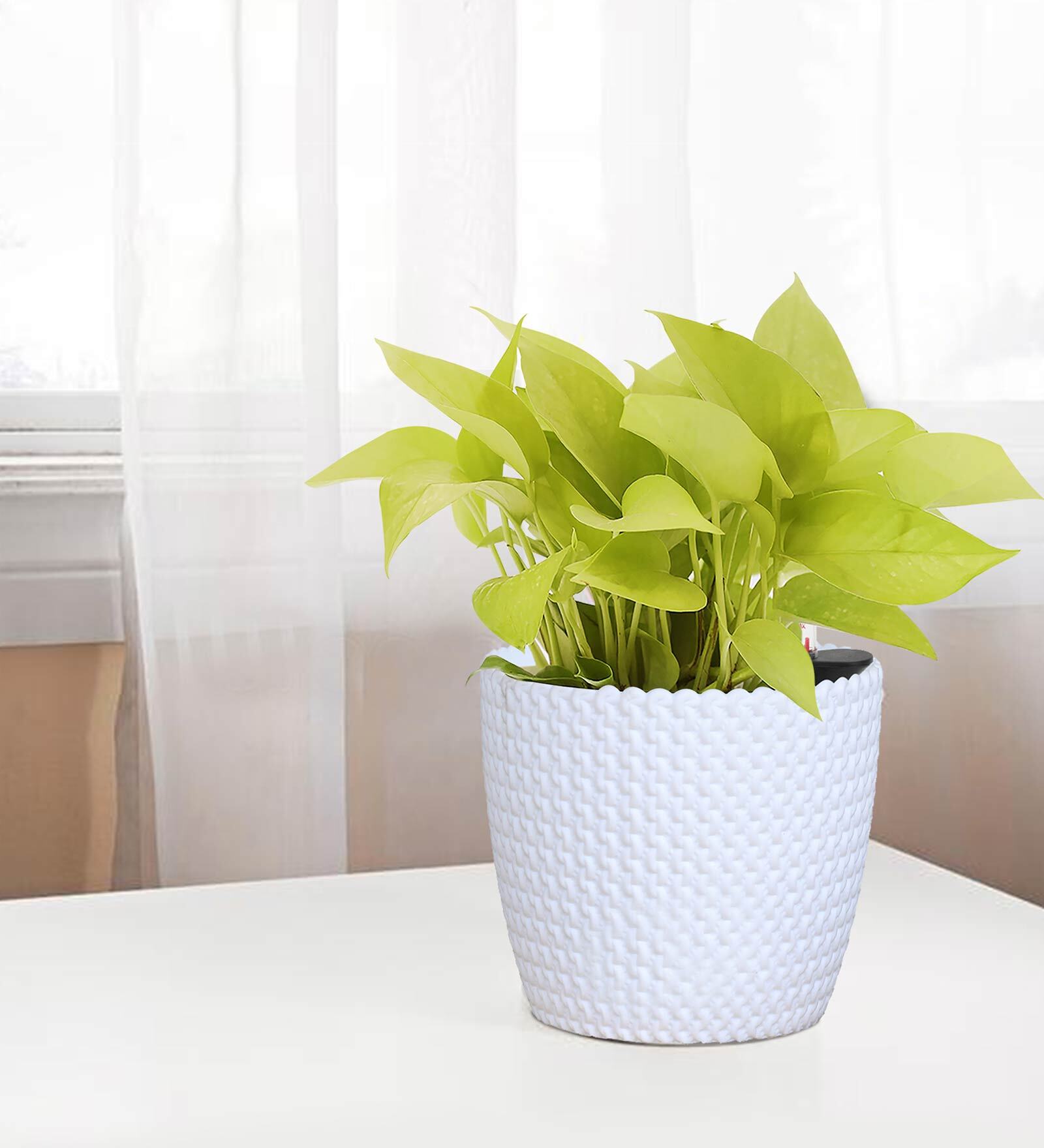 Buy White Scindapsus Gold Medium Natural Plant in Self-Watering Fibre ...