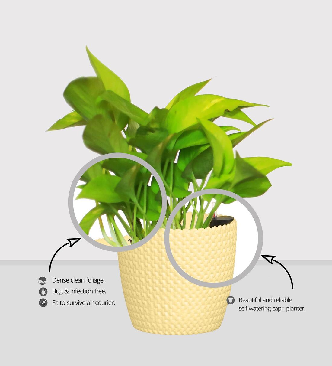 Buy Yellow Scindapsus Gold Large Natural Plant in Self-Watering Fibre ...