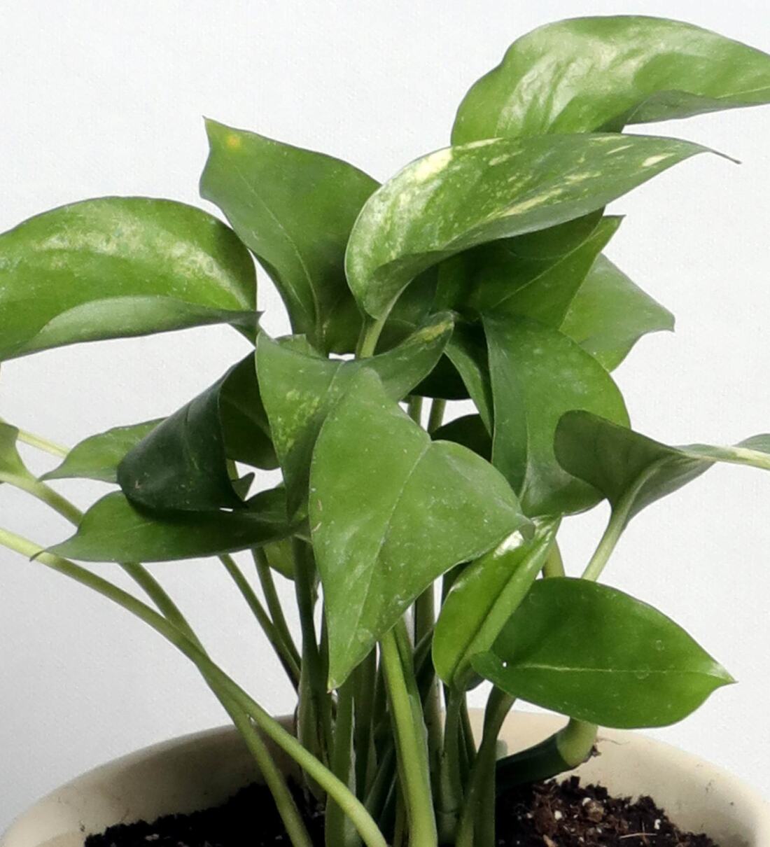 Buy Yellow Scindapsus Green Small Natural Plant in Ceramic Pot by ...